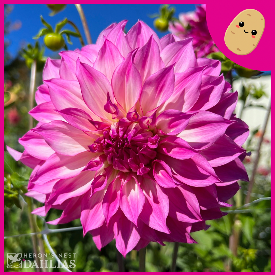 Colorado Classic Tuber Herons Nest Dahlias