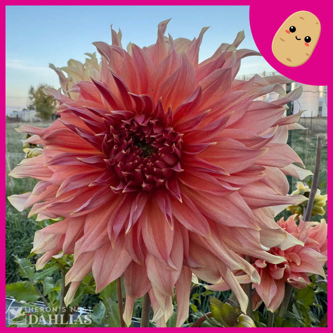 Fairway Spur Tuber Herons Nest Dahlias