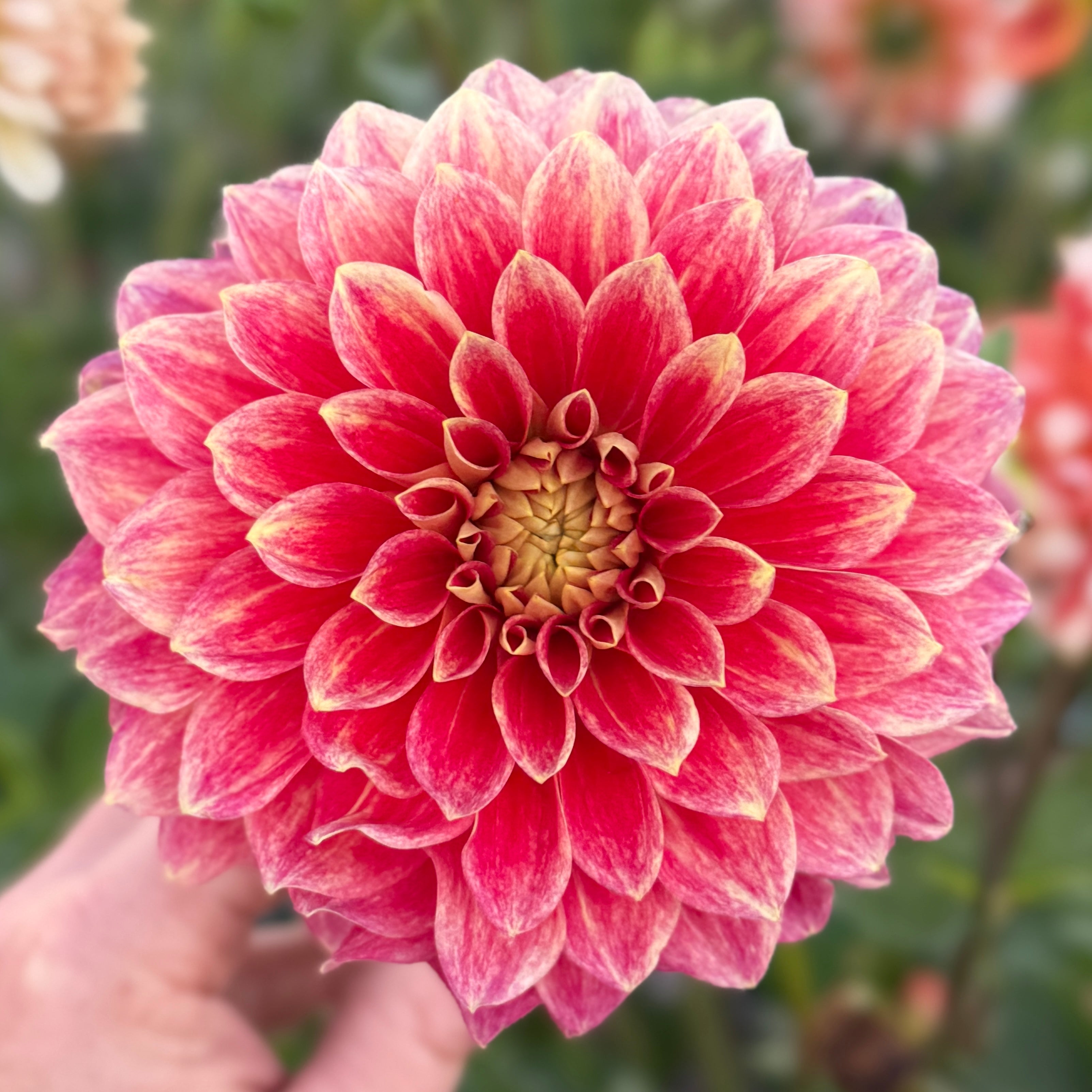 Hapet Cinderella- Mini Clump – Heron's Nest Dahlias