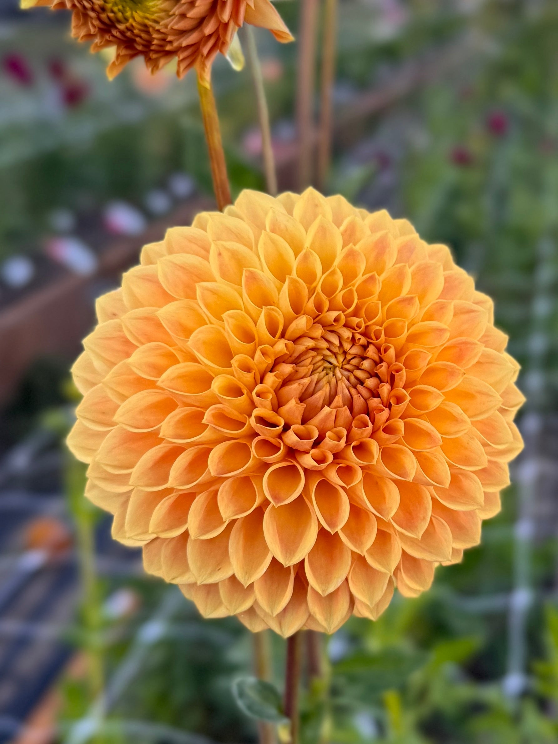 Formby Crest - Tuber – Heron's Nest Dahlias