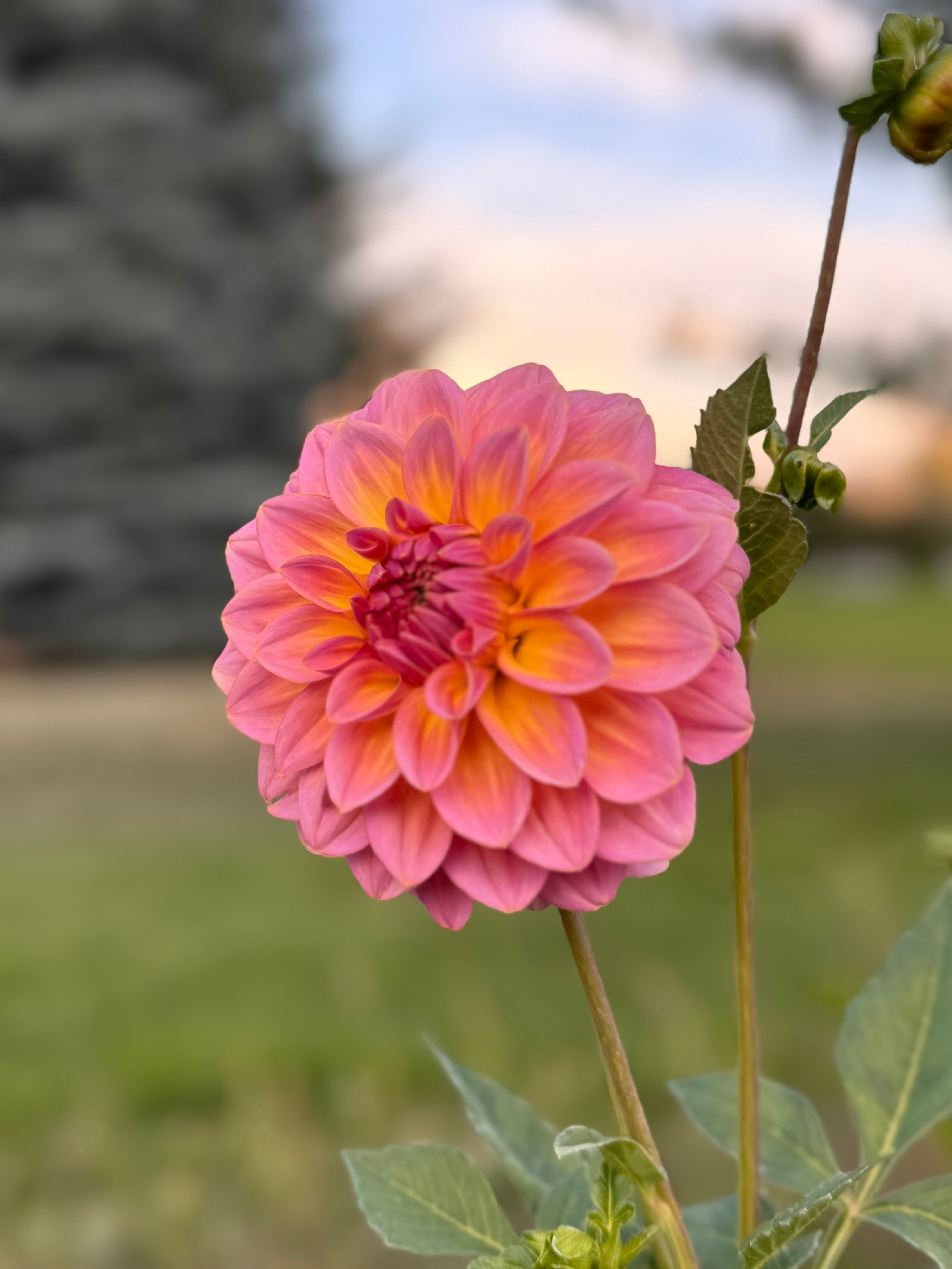 Bloomquist Dave - Tuber – Heron's Nest Dahlias