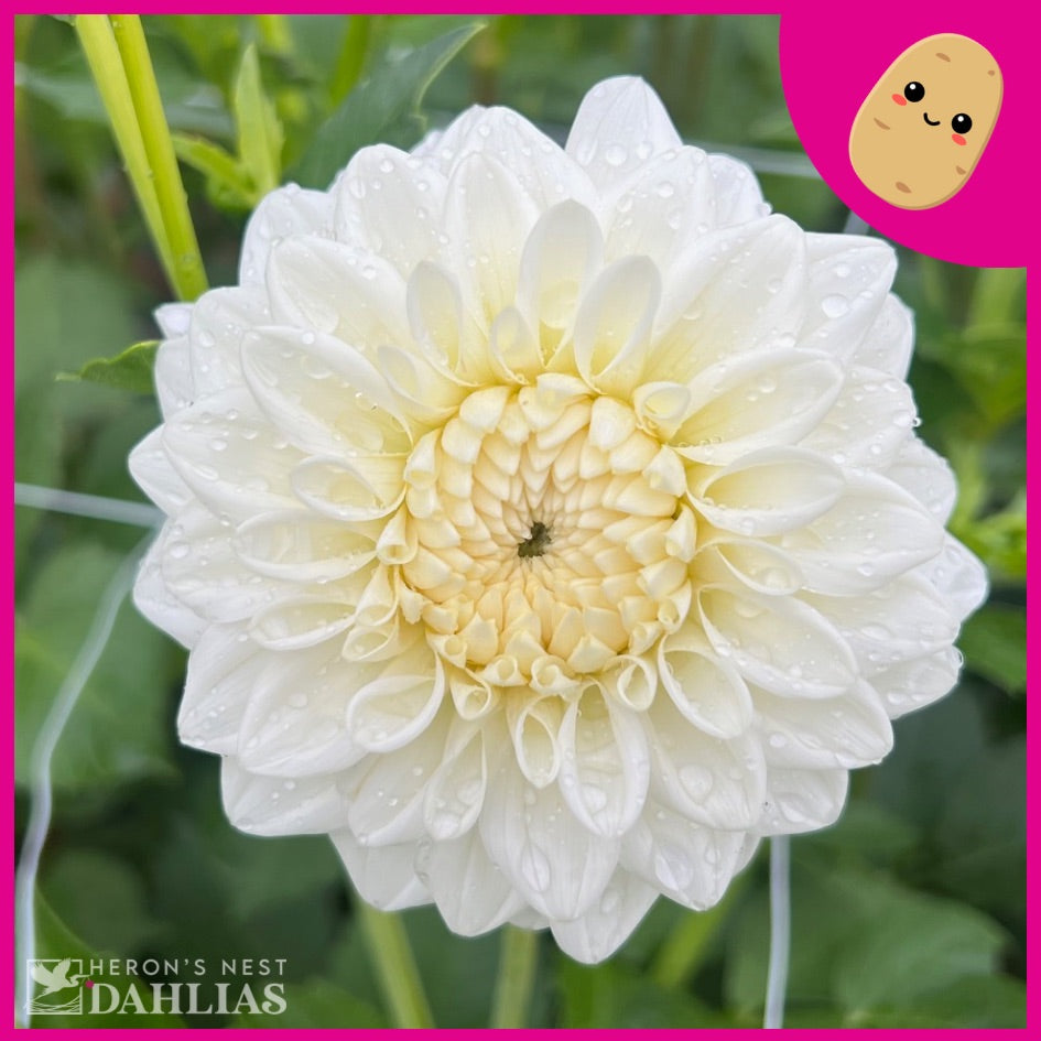 Blizzard - Tuber – Heron's Nest Dahlias