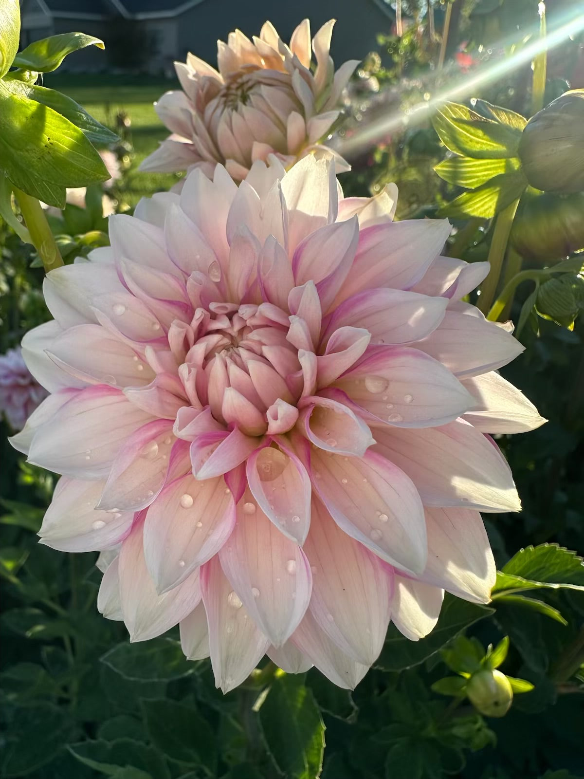 Budapest Blush Dahlia - POT TUBER – Heron's Nest Dahlias