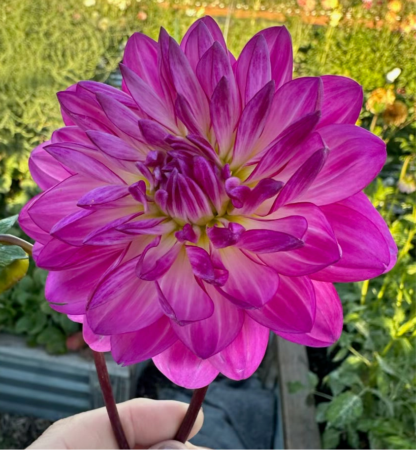 Sandia Lillian Dahlia - Rooted Cutting – Heron's Nest Dahlias