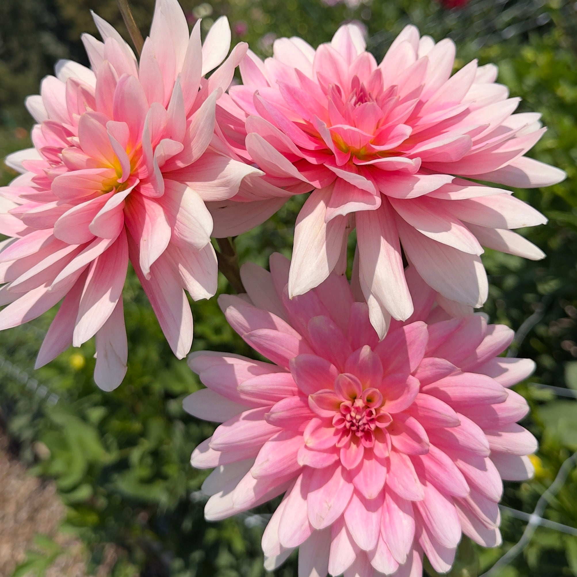 Gerrie Hoek - Tuber – Heron's Nest Dahlias