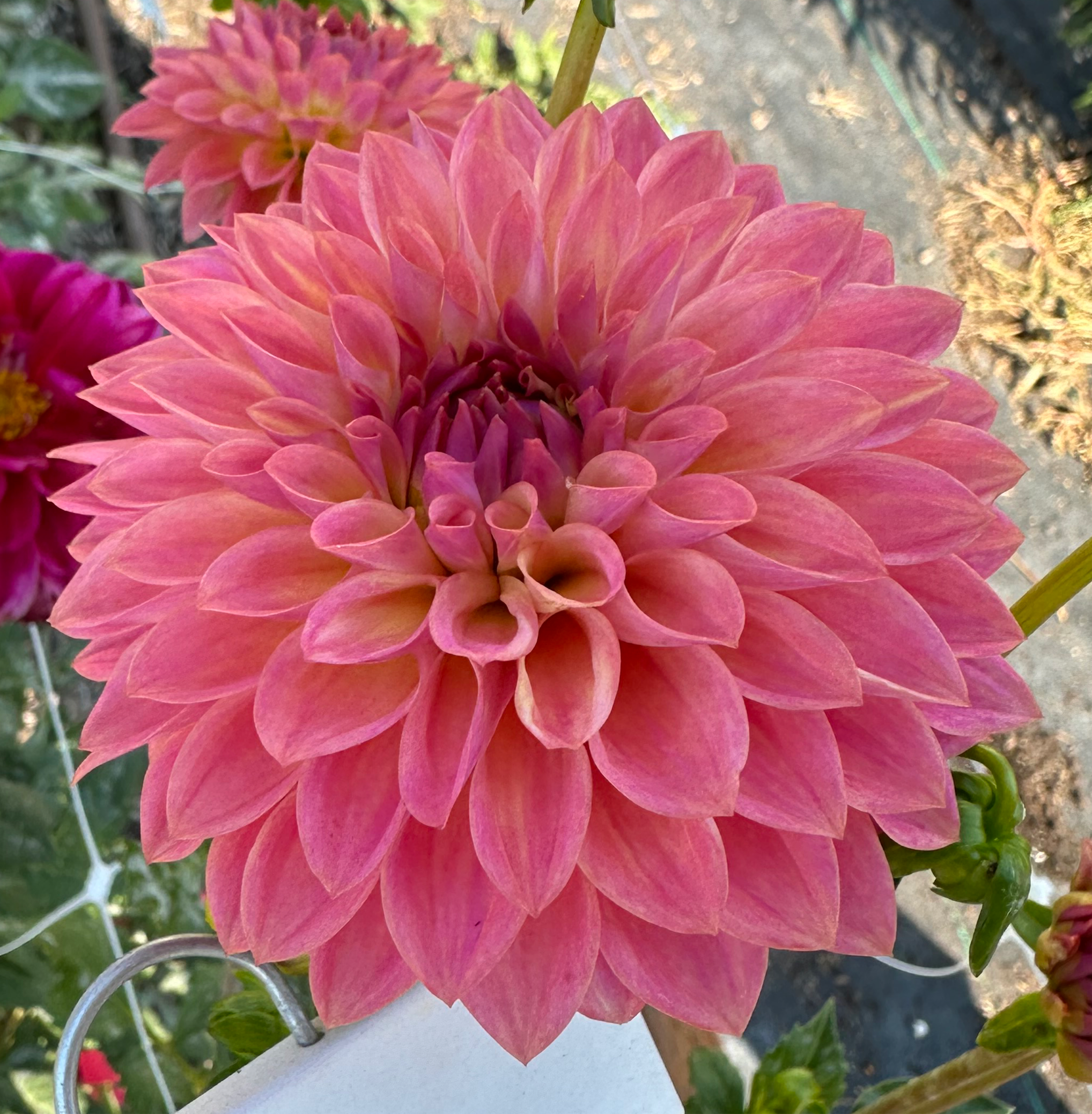 Ryecroft Pride Dahlia - Mini Clump – Heron's Nest Dahlias