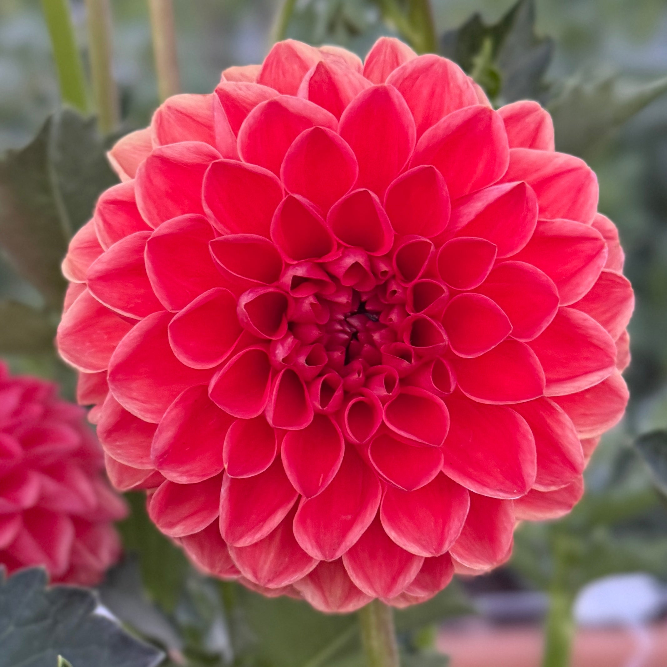 Hapet Mandarin - Rooted Cutting – Heron's Nest Dahlias