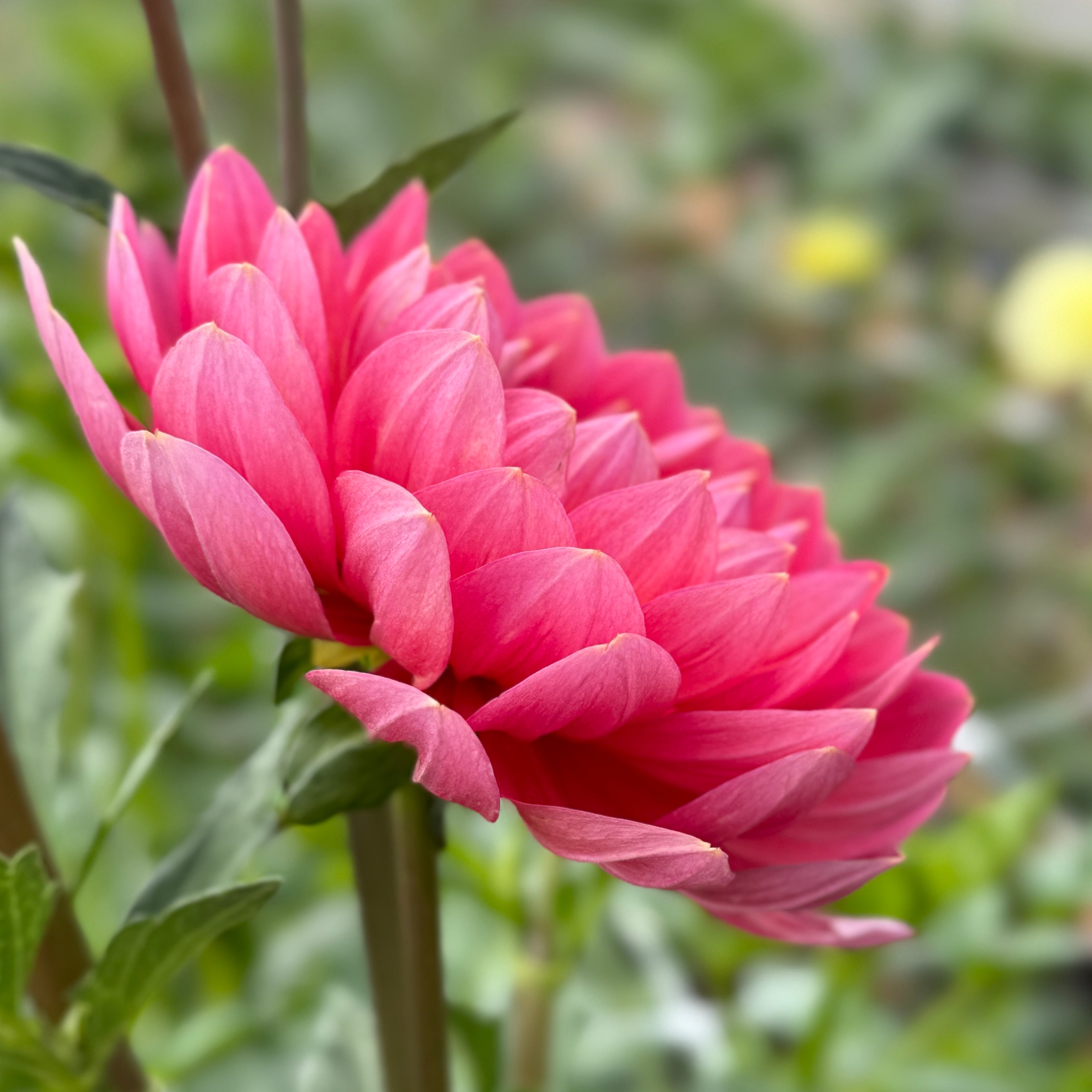 Hollyhill Daydream Dahlia - Mini Clump – Heron's Nest Dahlias