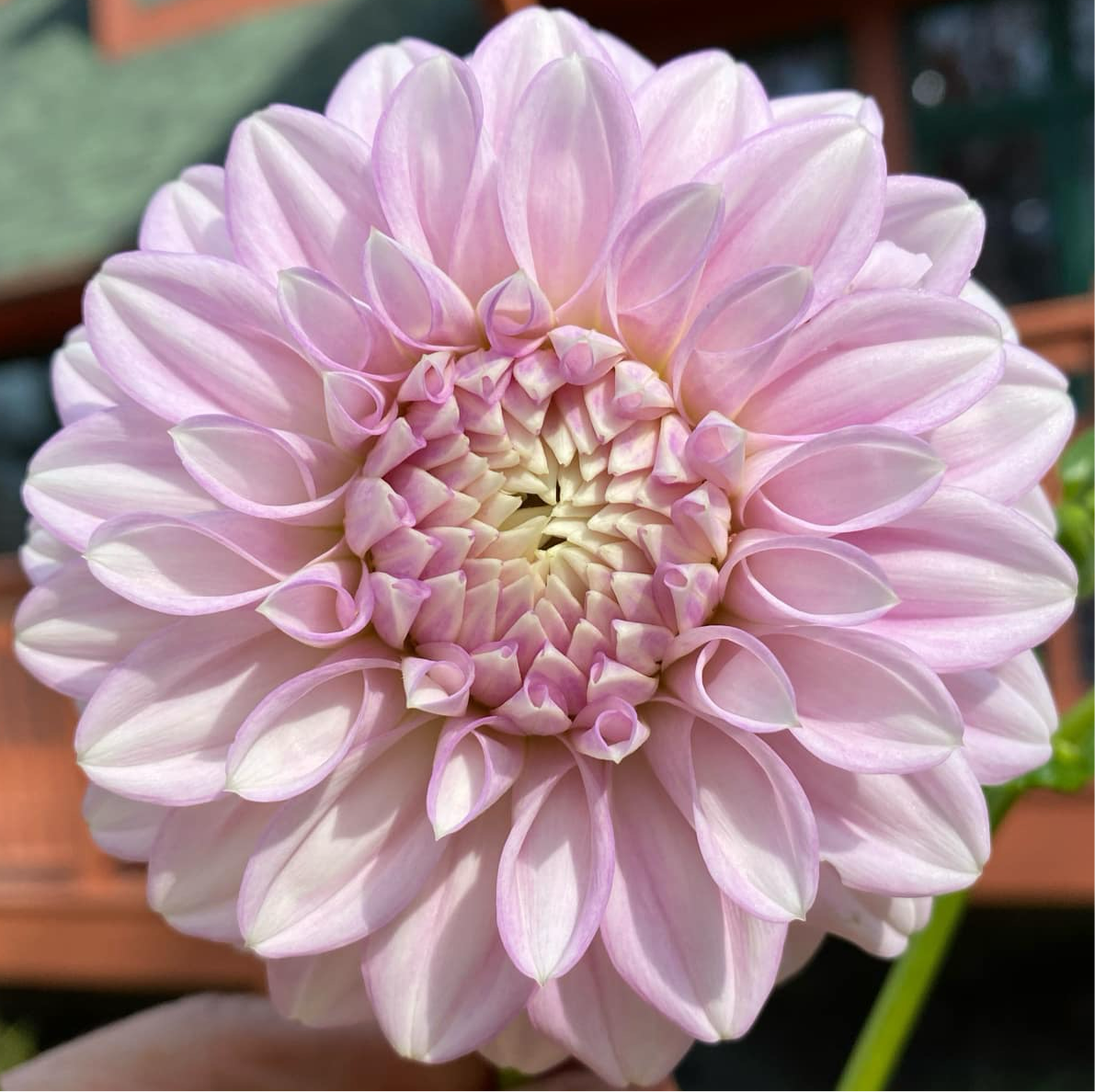 Bracken Joan - Tuber – Heron's Nest Dahlias