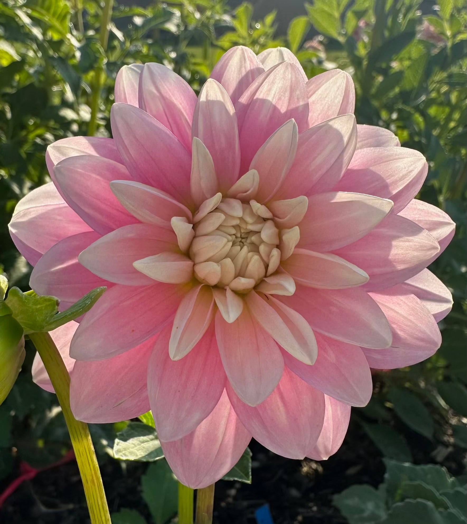 Hollyhill Pink Parfait Dahlia - Rooted Cutting – Heron's Nest Dahlias