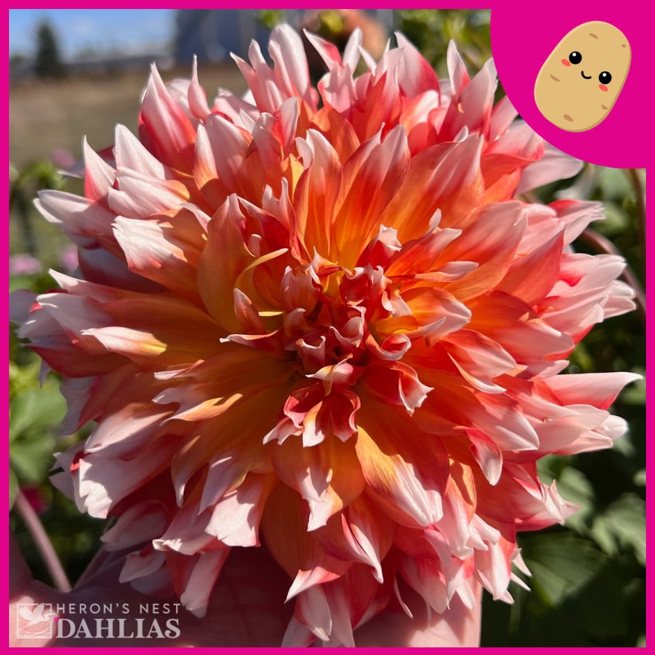 Bloomquist Amazing Dahlia - POT TUBER – Heron's Nest Dahlias