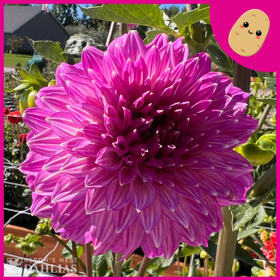 Bloomquist Clear Delight - Tuber – Heron's Nest Dahlias