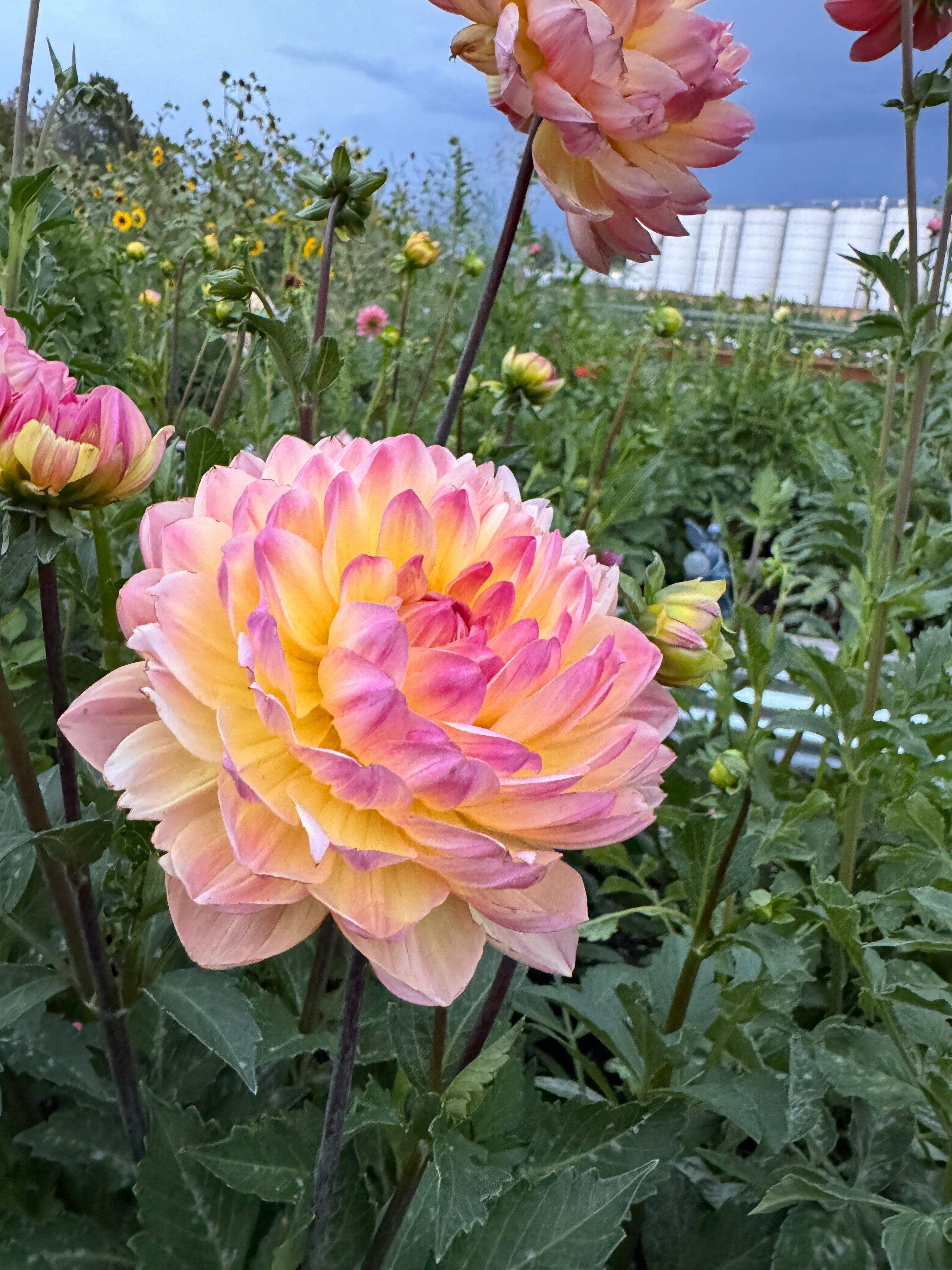 Sandia Bliss - Tuber – Heron's Nest Dahlias