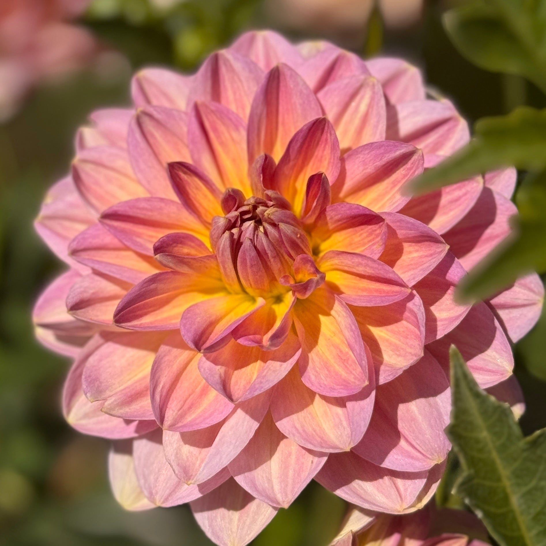 Hapet Old Charm Dahlia - Rooted Cutting – Heron's Nest Dahlias