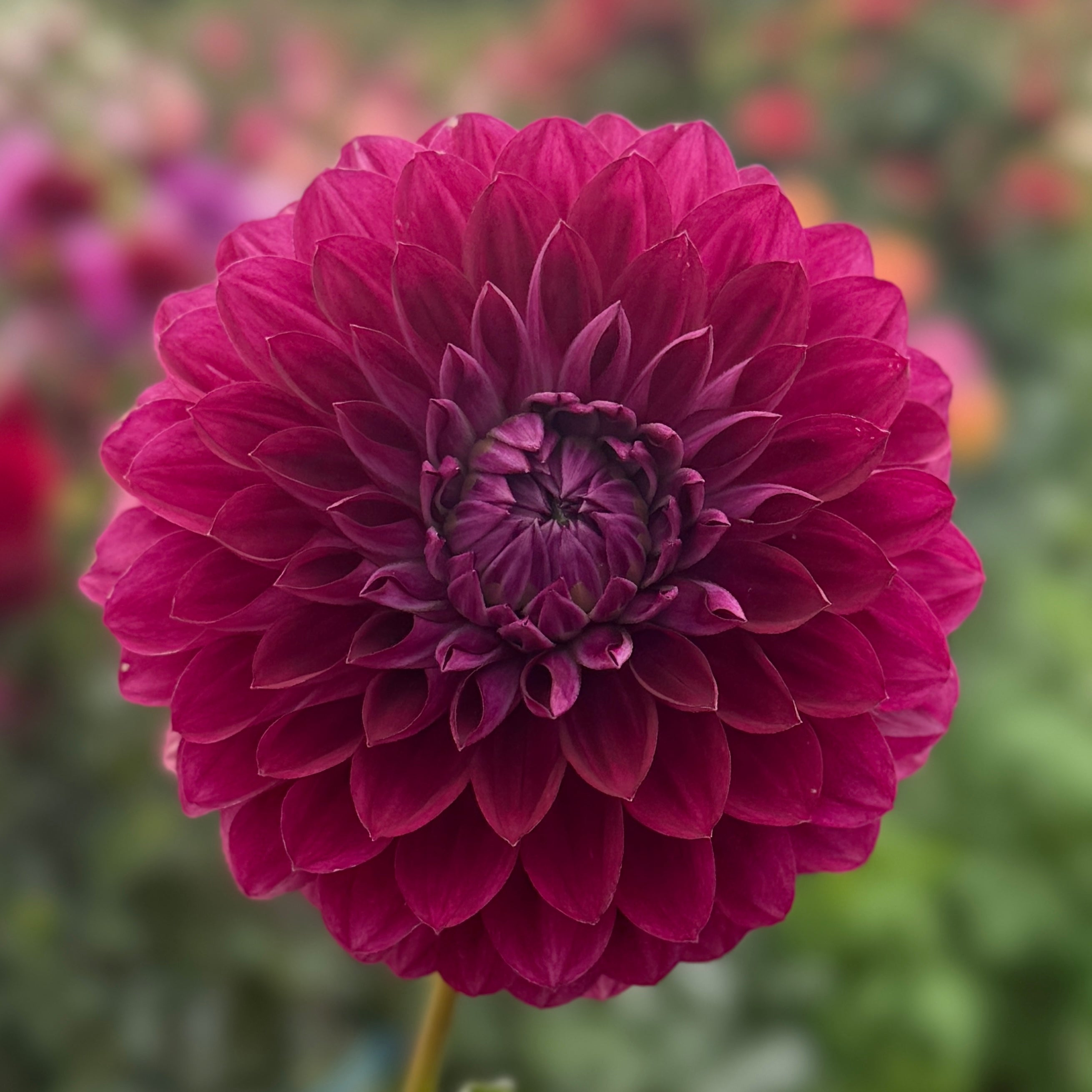 CDP Floriferous - Tuber – Heron's Nest Dahlias