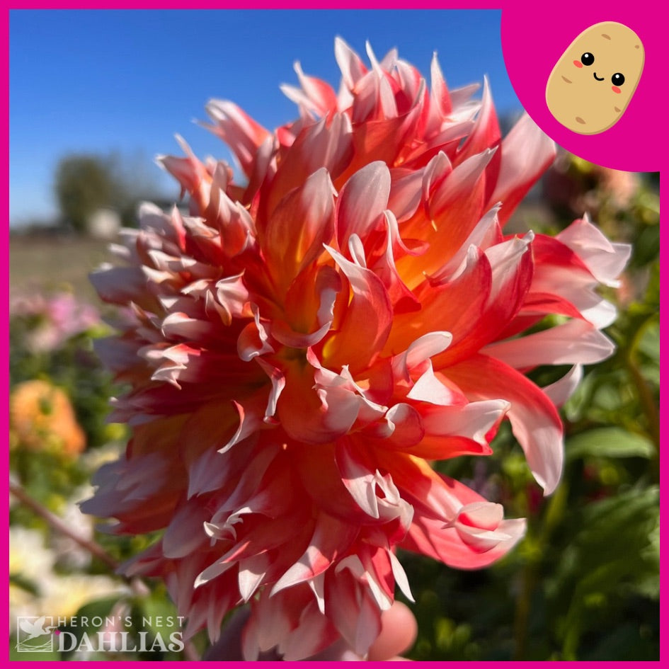Bloomquist Amazing Dahlia - POT TUBER – Heron's Nest Dahlias