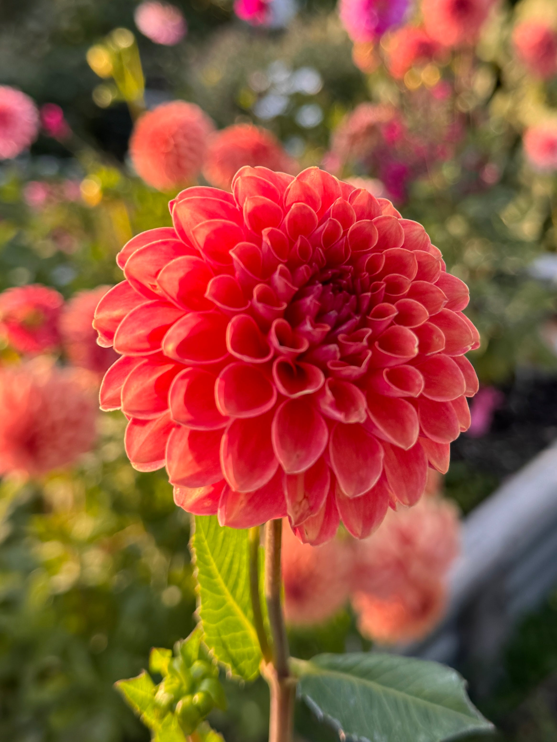 Valley Rust Bucket Dahlia - Rooted Cutting – Heron's Nest Dahlias