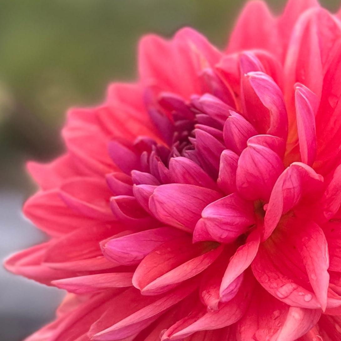 Dutch Pearl Dahlia - Mini Clump – Heron's Nest Dahlias