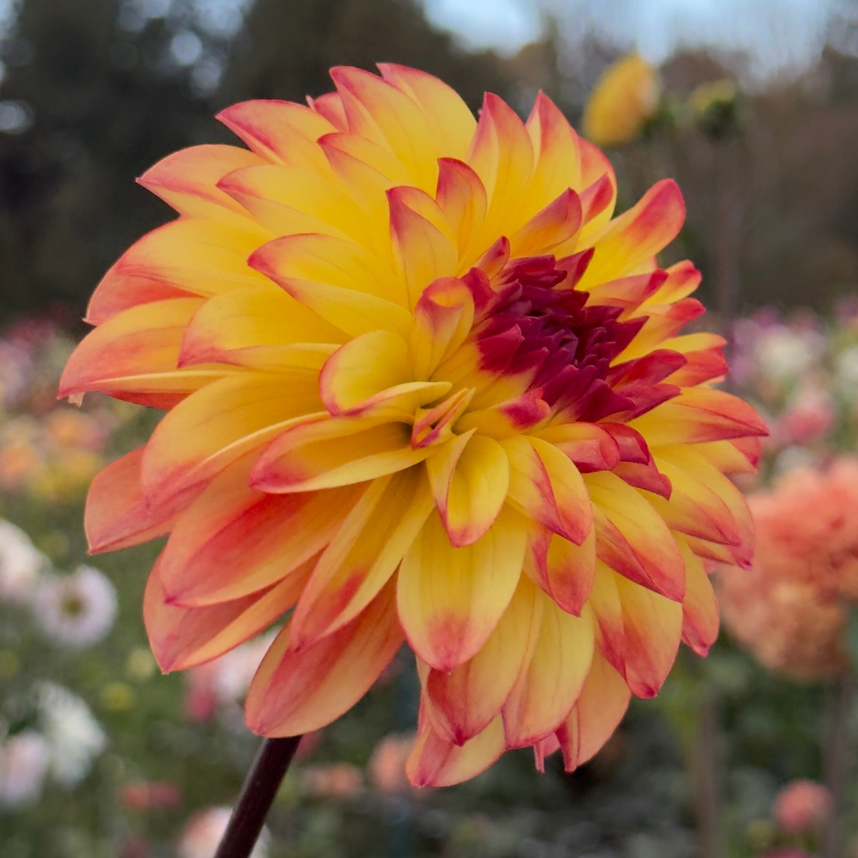 HBG Phoenix Phyre - Tuber – Heron's Nest Dahlias