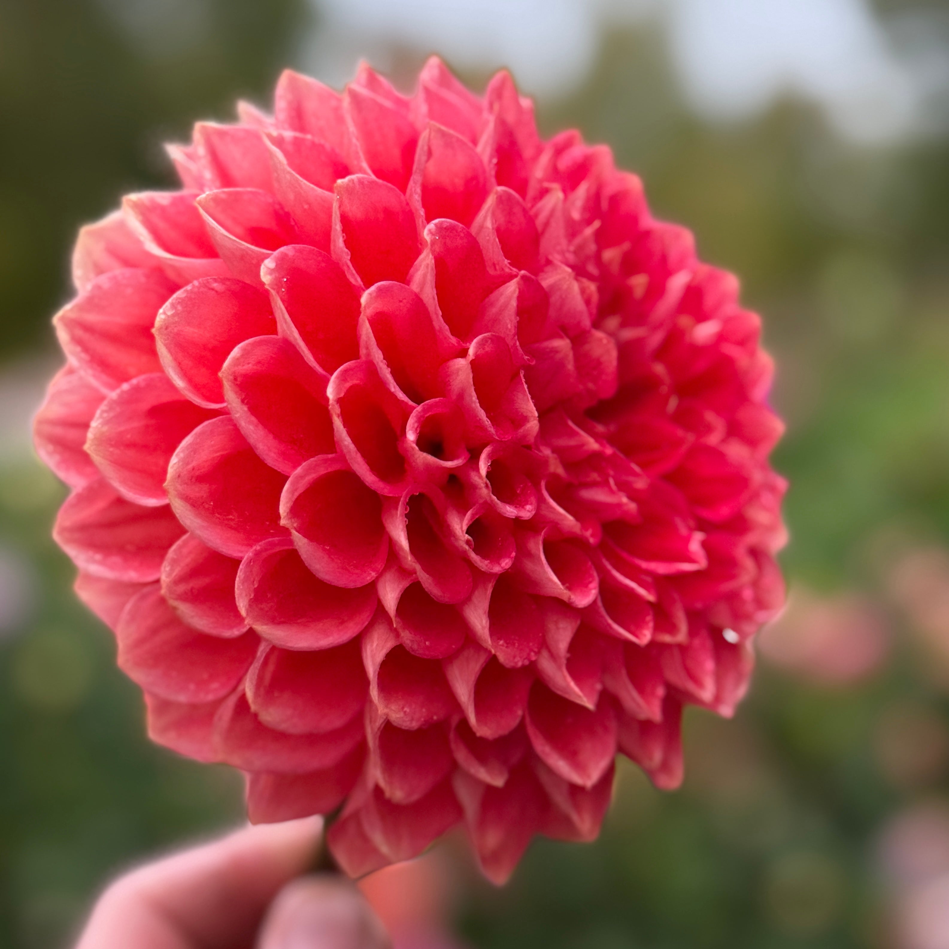 Tempest - Dahlia – Heron's Nest Dahlias