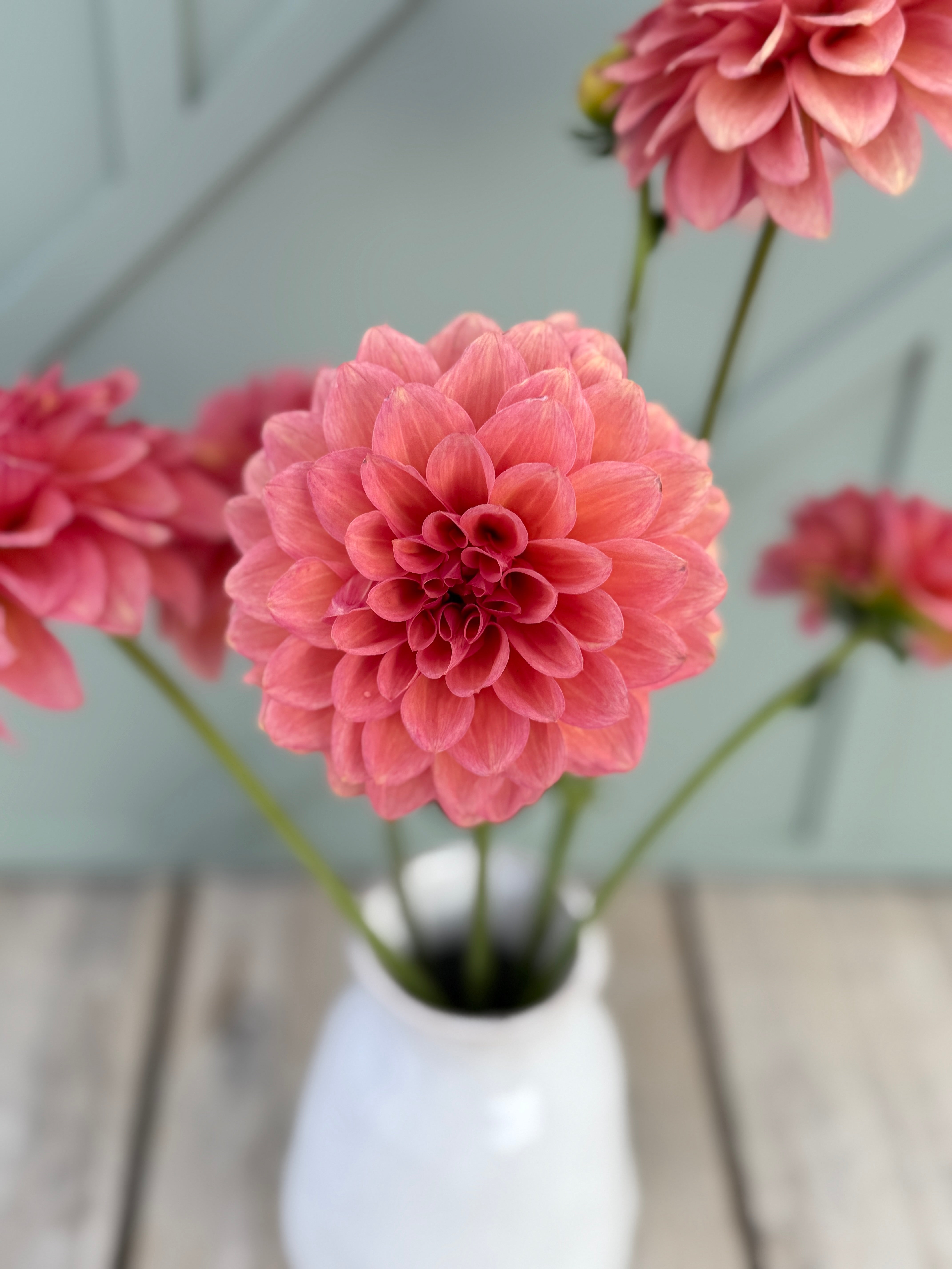 Bloomquist Philly Dahlia - Mini Clump – Heron's Nest Dahlias