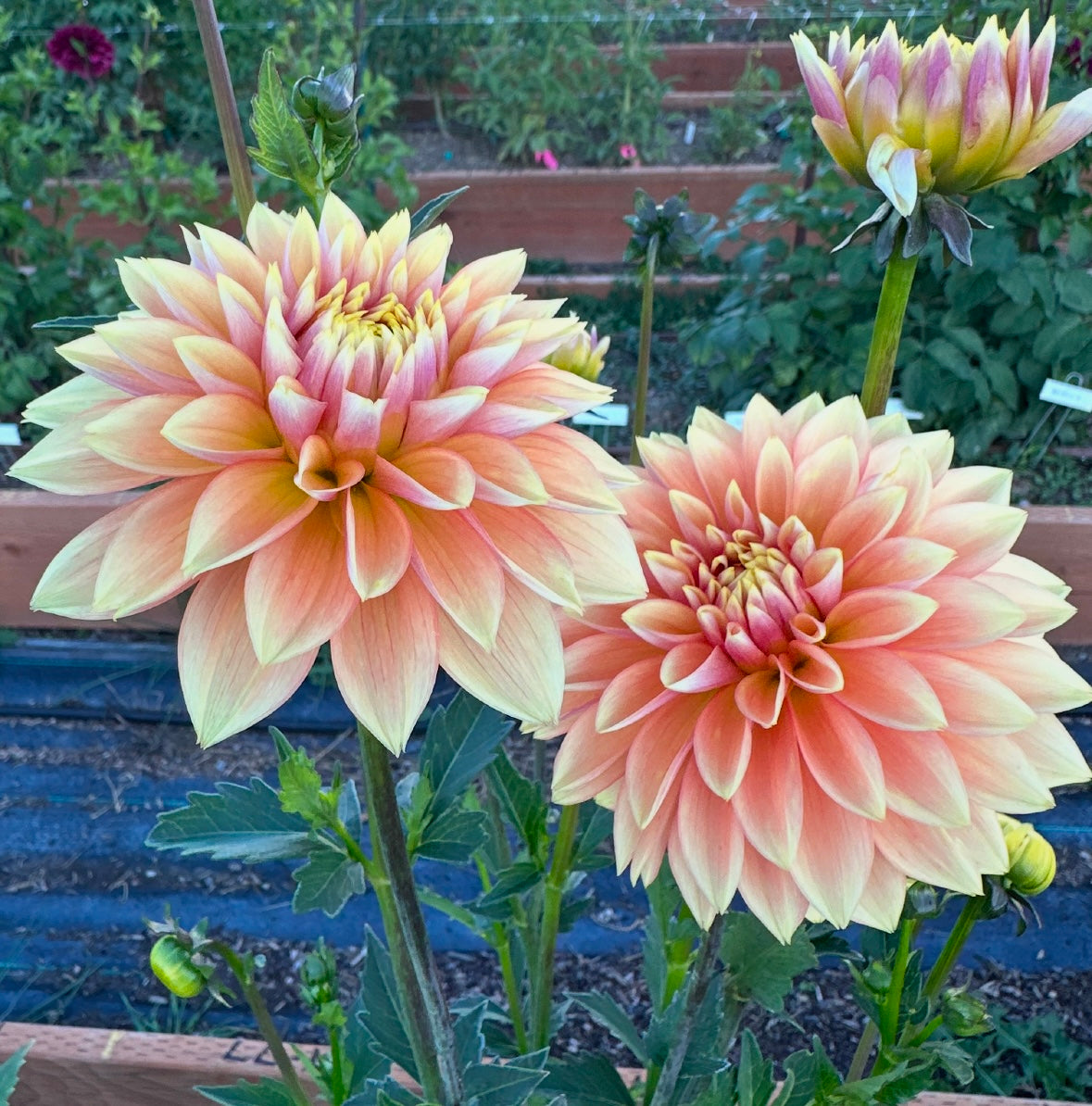 Kick Off Dahlia - Mini Clump – Heron's Nest Dahlias
