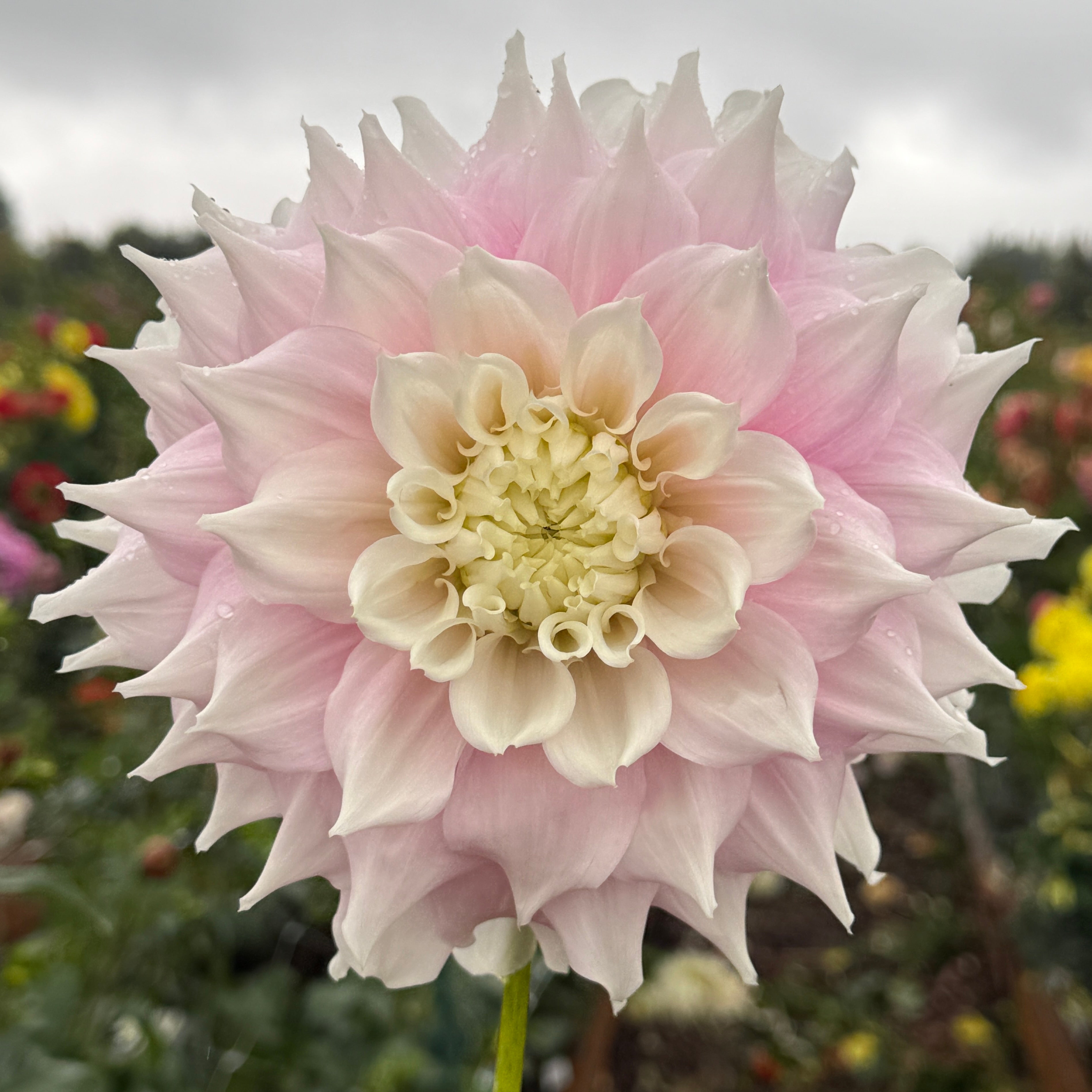 Gitts Perfection - Rooted Cutting – Heron's Nest Dahlias