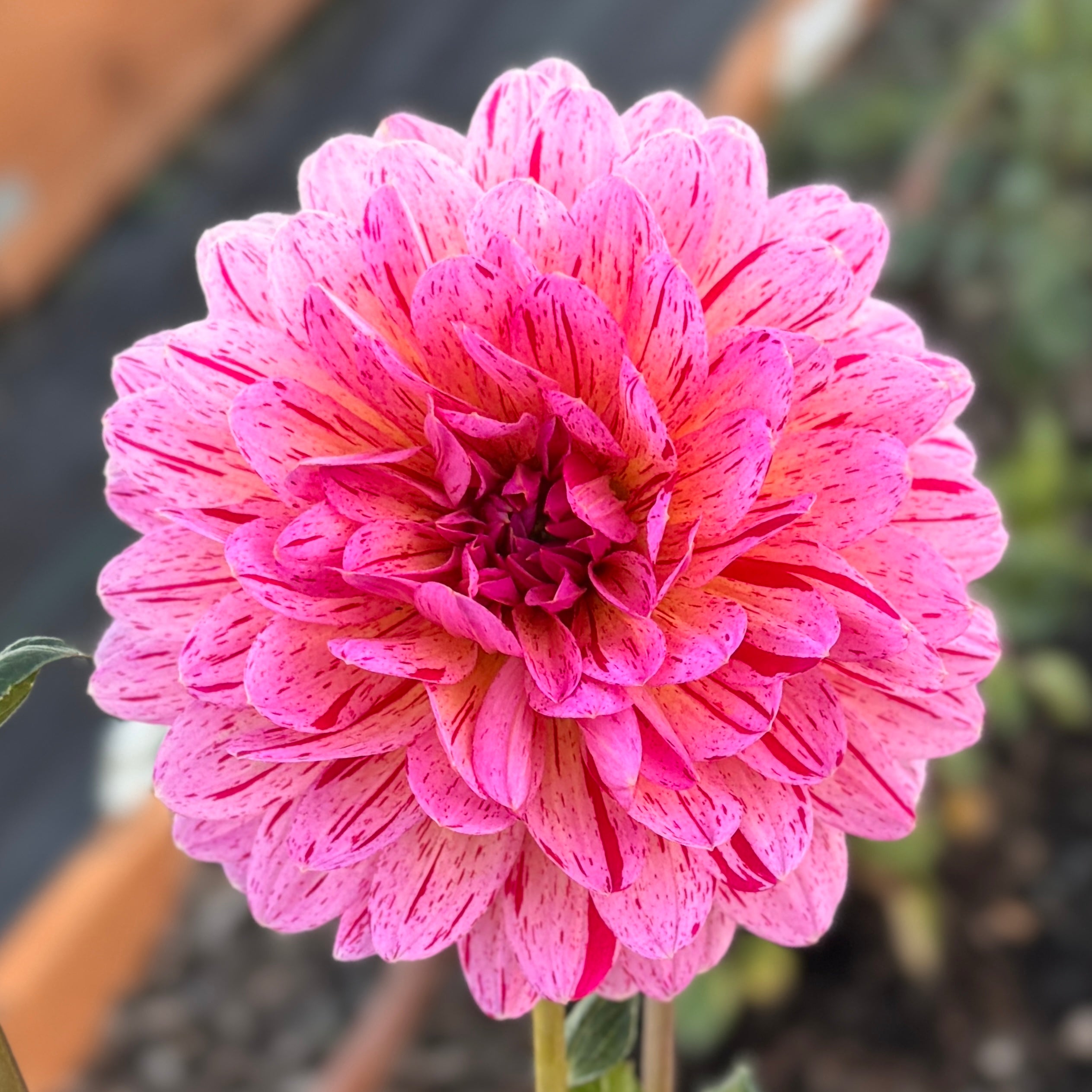 Mingus Toni - Tuber – Heron's Nest Dahlias