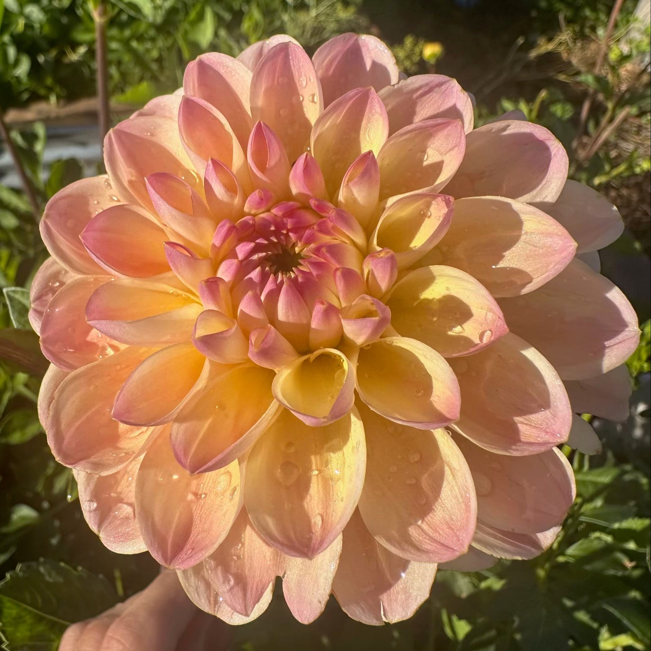 Hapet Pastel Dahlia - Rooted Cutting – Heron's Nest Dahlias