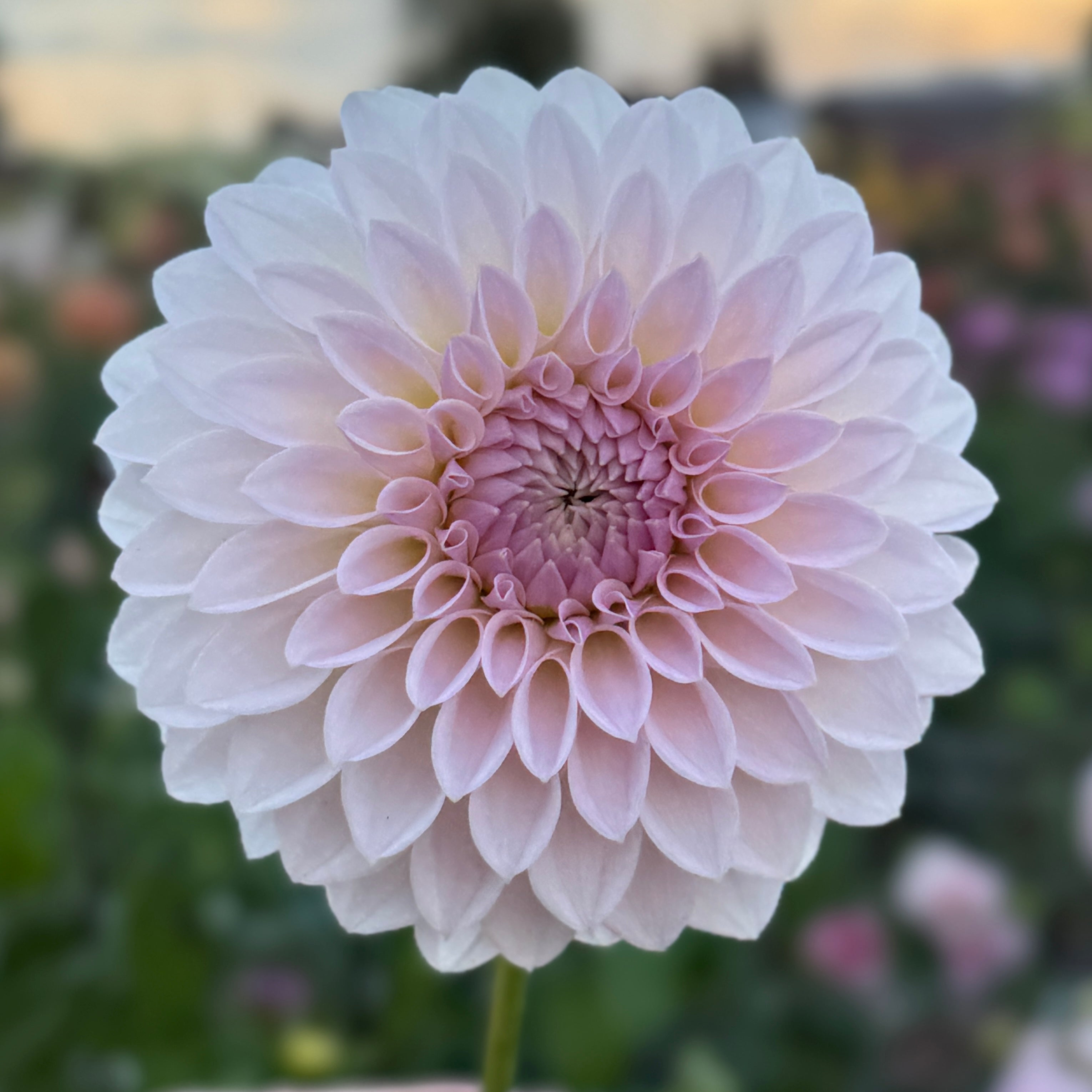 Bloomquist Tory P - Tuber – Heron's Nest Dahlias