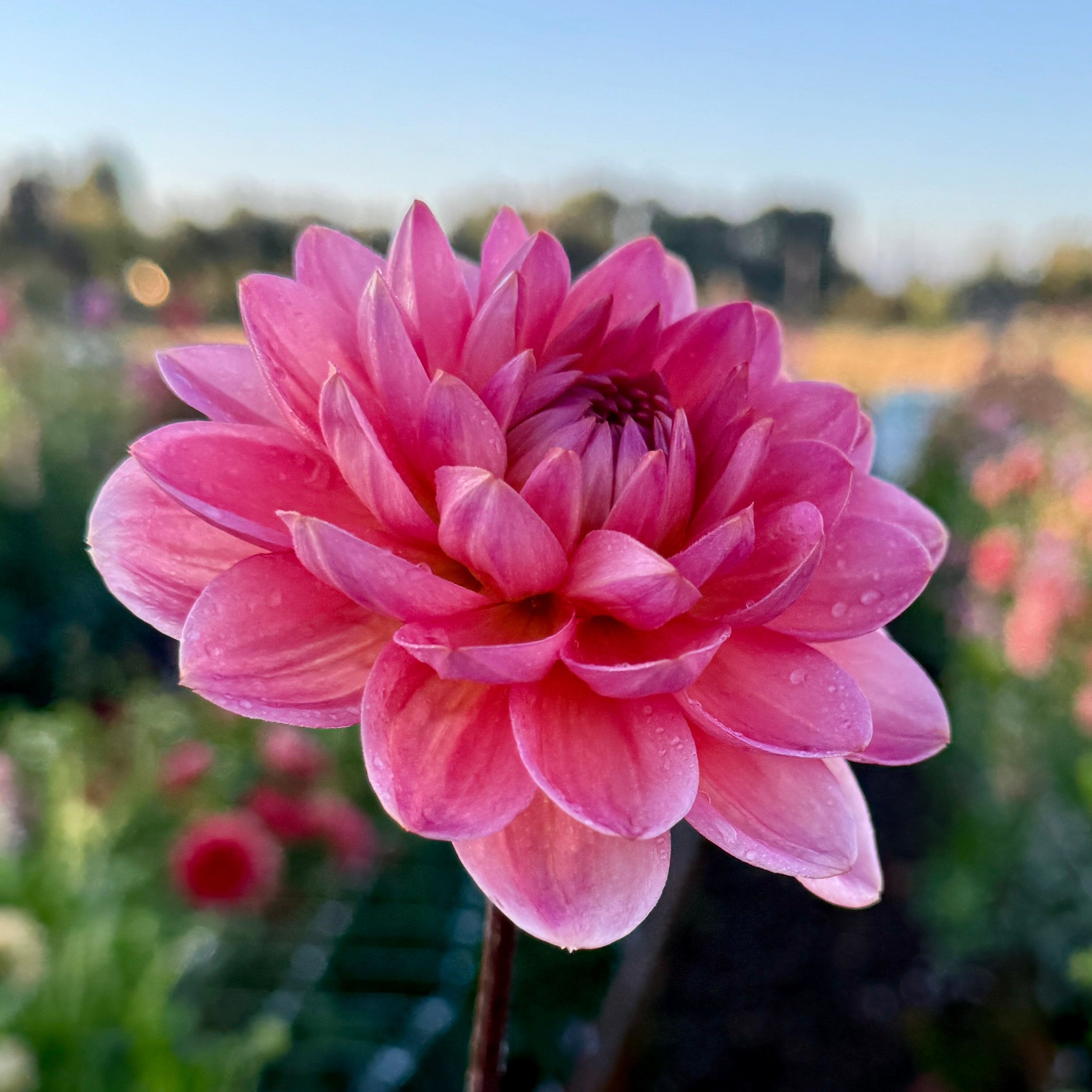 Phyllis Farmer - Rooted Cutting – Heron's Nest Dahlias