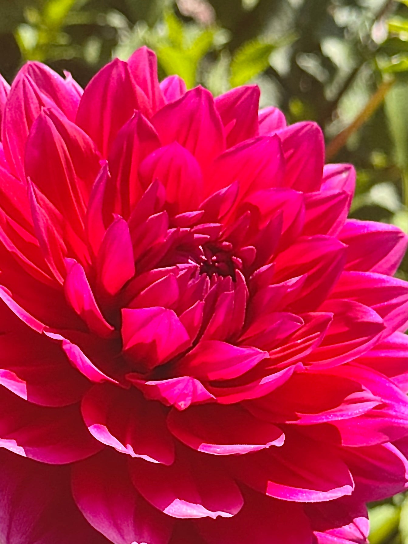 Hollyhill Pandora Dahlia - Mini Clump – Heron's Nest Dahlias