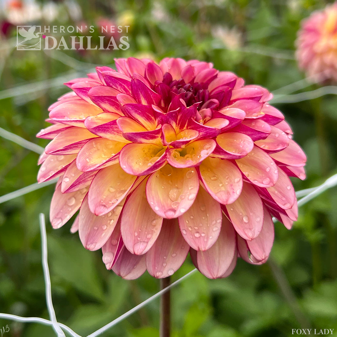 Foxy Lady Dahlia - Mini Clump – Heron's Nest Dahlias