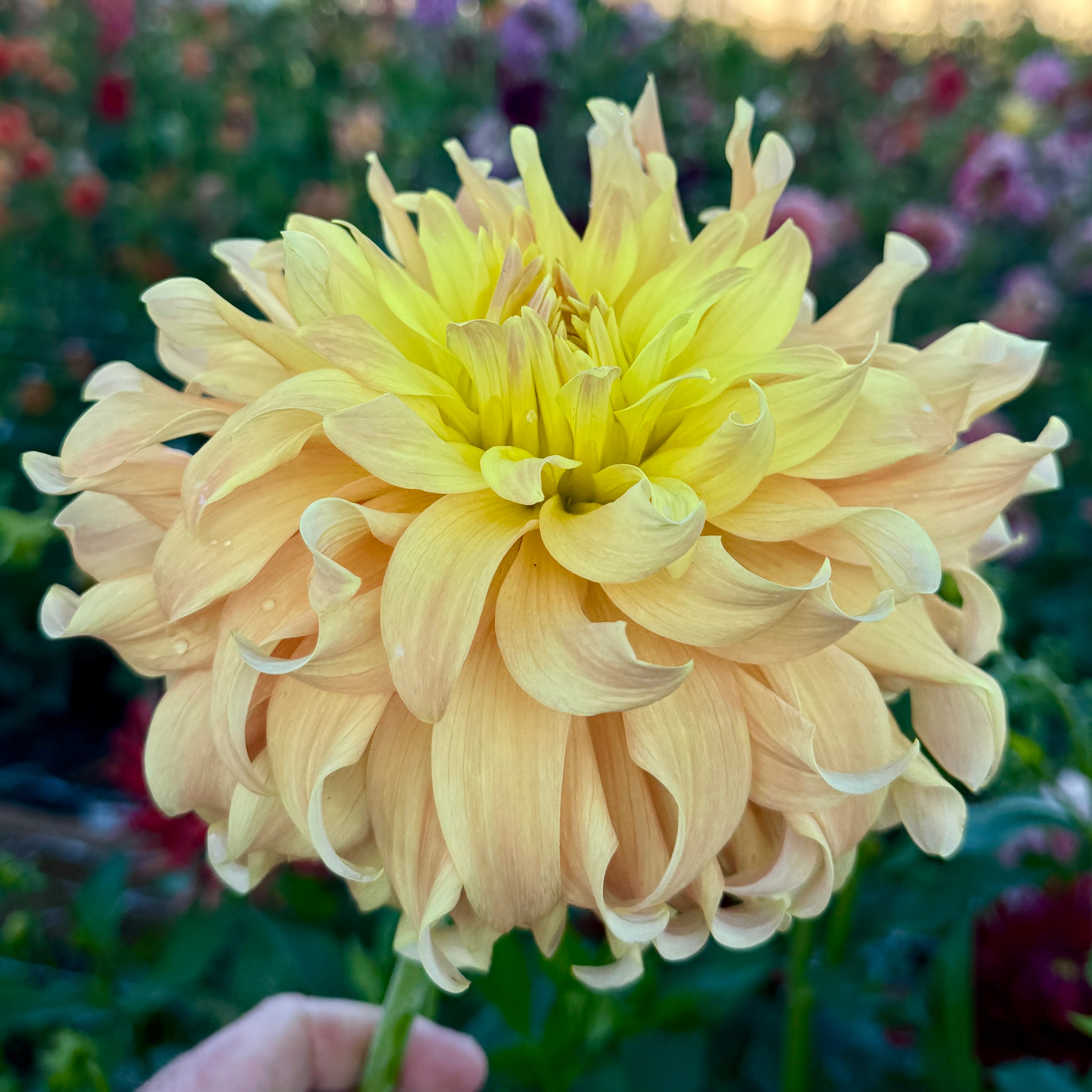 Hapet Mona Lisa - Rooted Cutting – Heron's Nest Dahlias