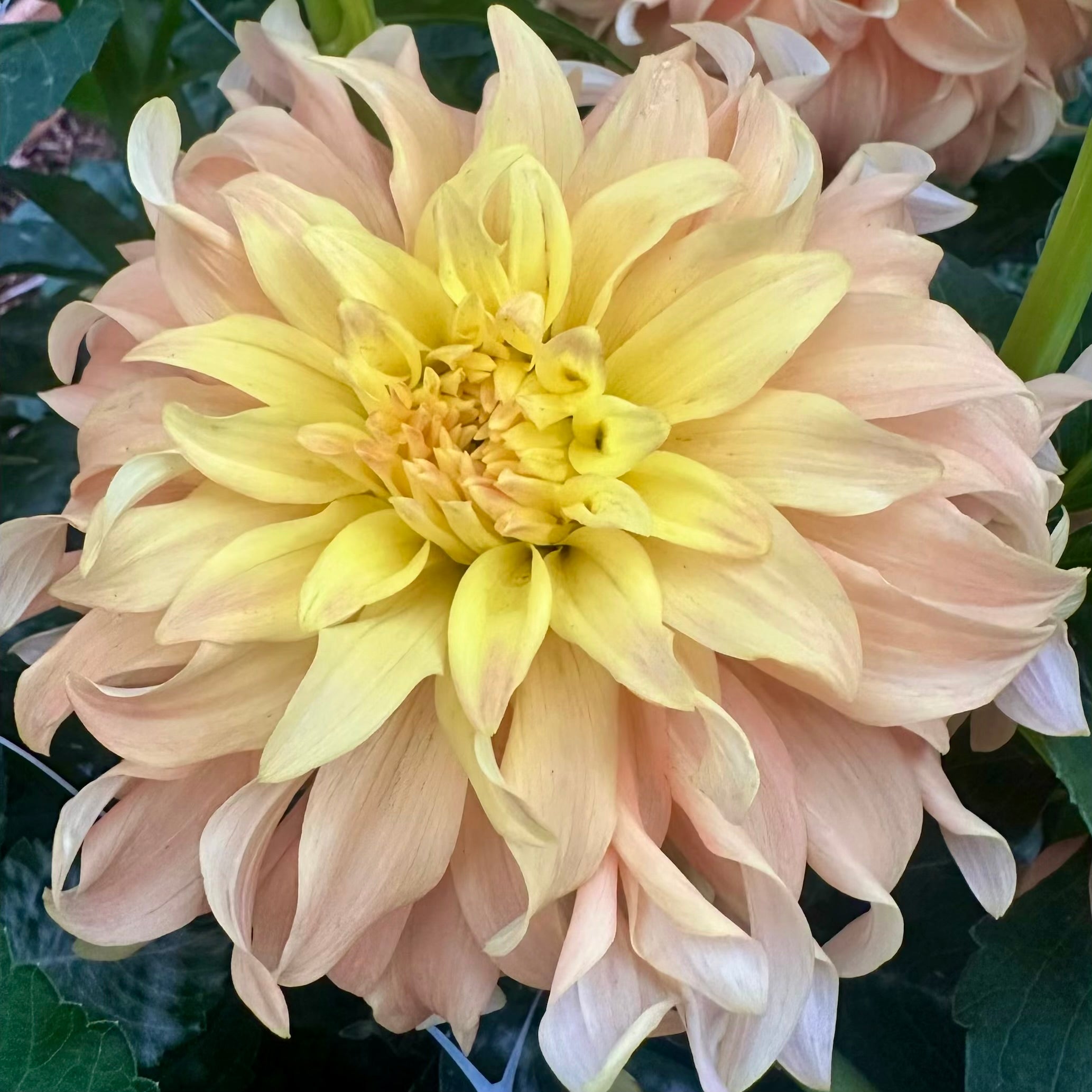Hapet Mona Lisa - Rooted Cutting – Heron's Nest Dahlias
