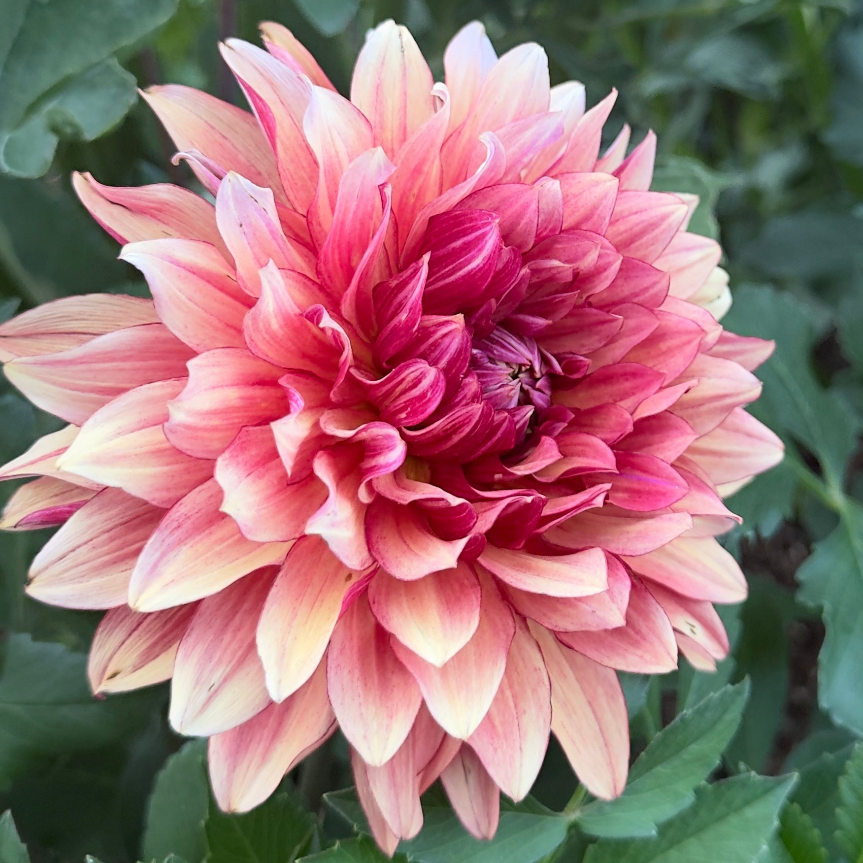 Miss Brandy - Rooted Cutting – Heron's Nest Dahlias