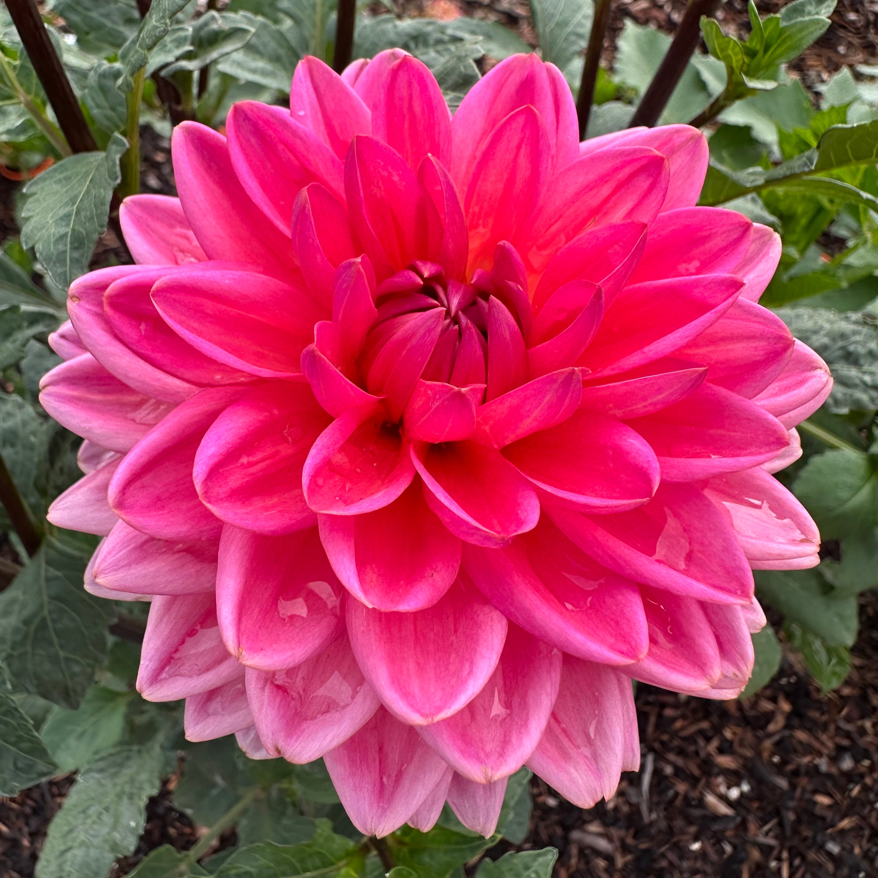 Phyllis Farmer - Rooted Cutting – Heron's Nest Dahlias
