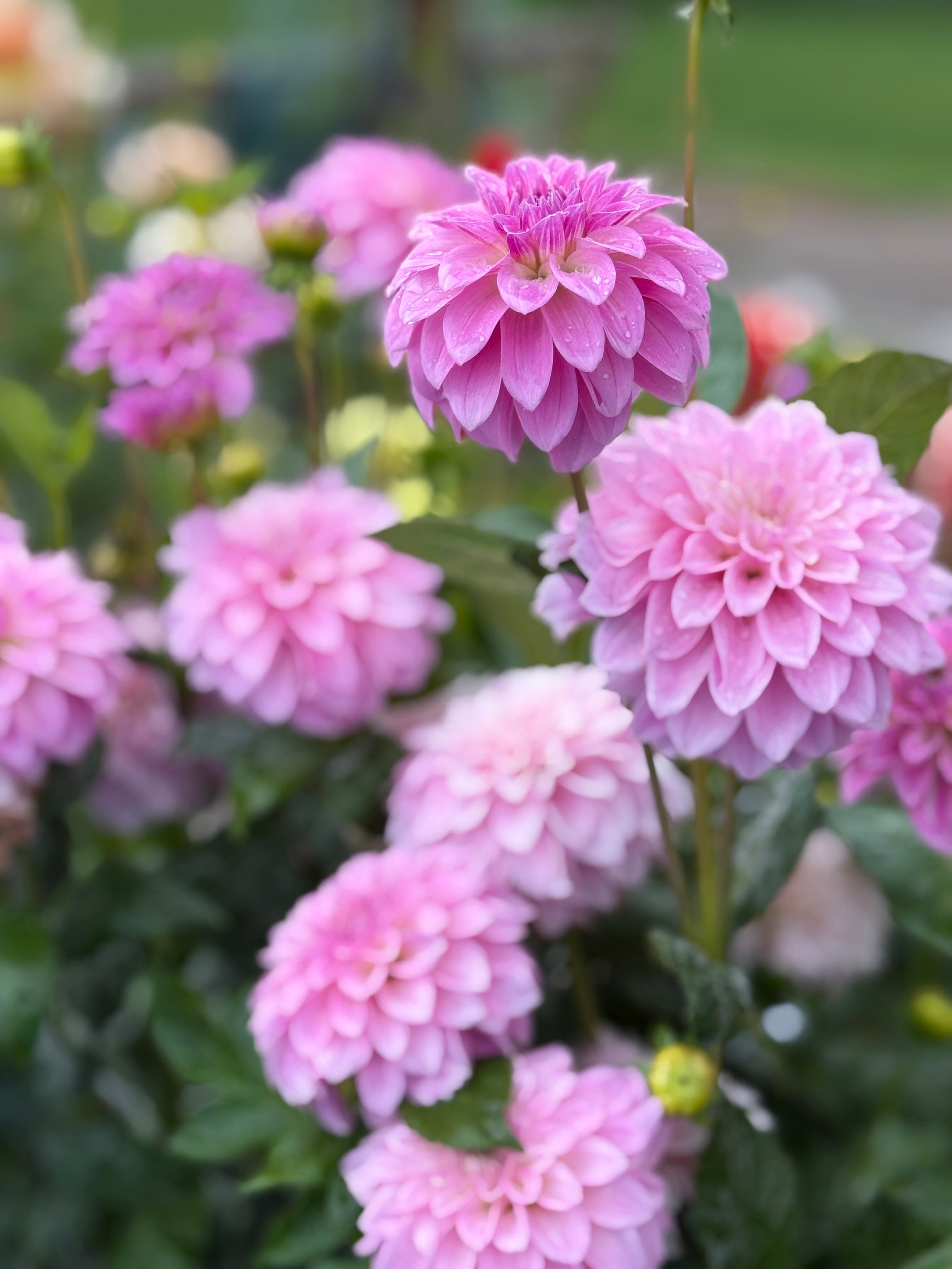 Bella Dawn - Rooted Cutting – Heron's Nest Dahlias