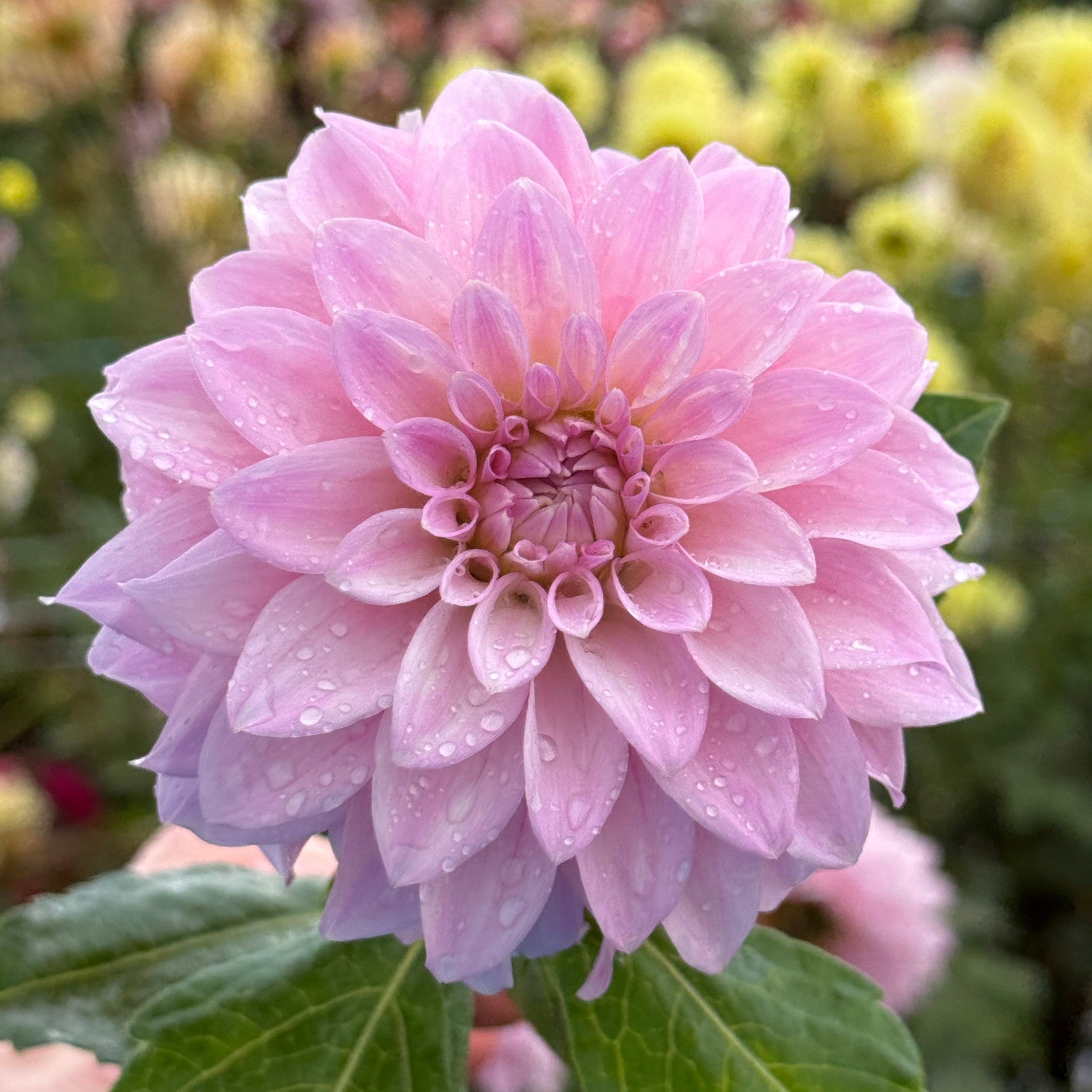 Bella Dawn - Rooted Cutting – Heron's Nest Dahlias