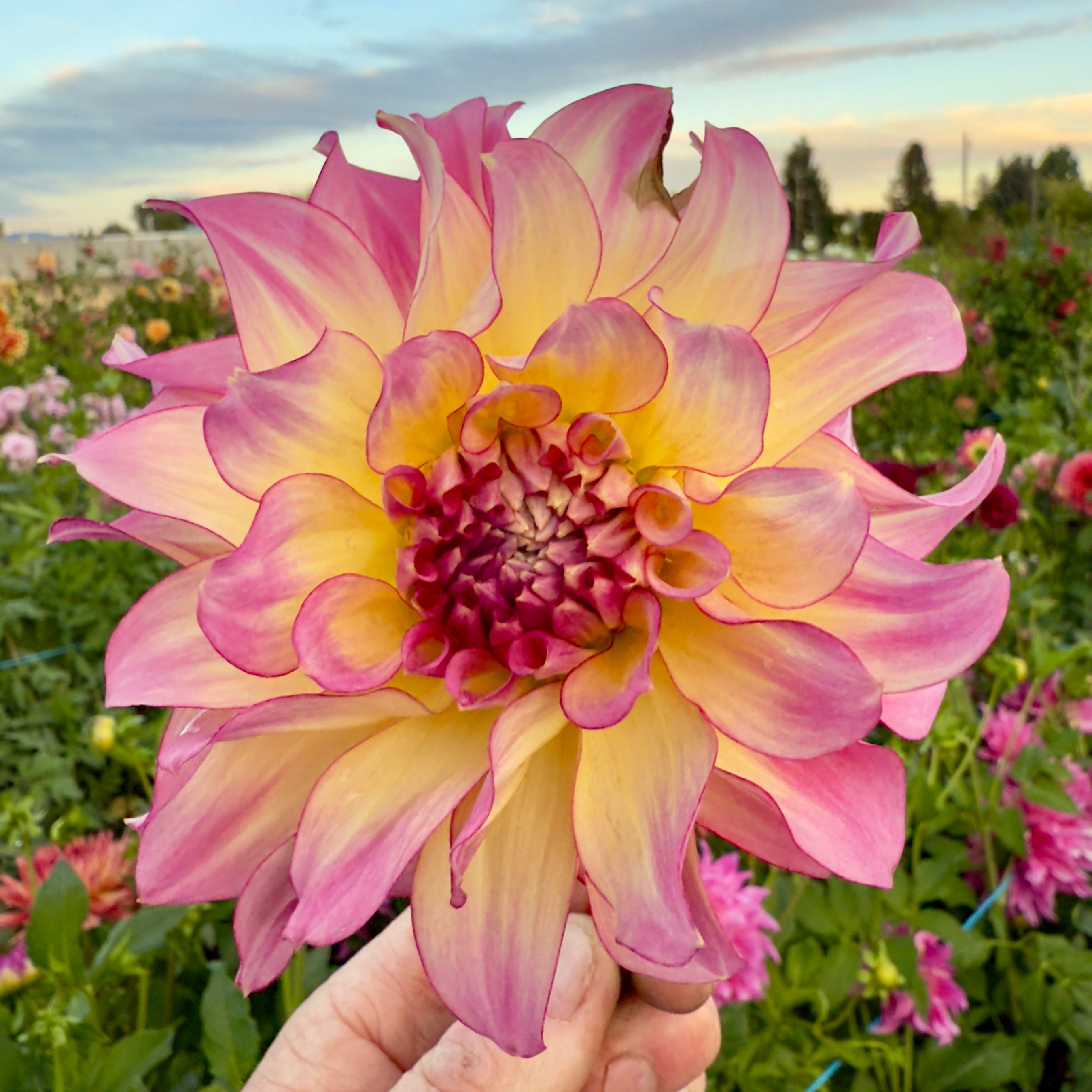 AC Twisp Dahlia - Mini Clump – Heron's Nest Dahlias