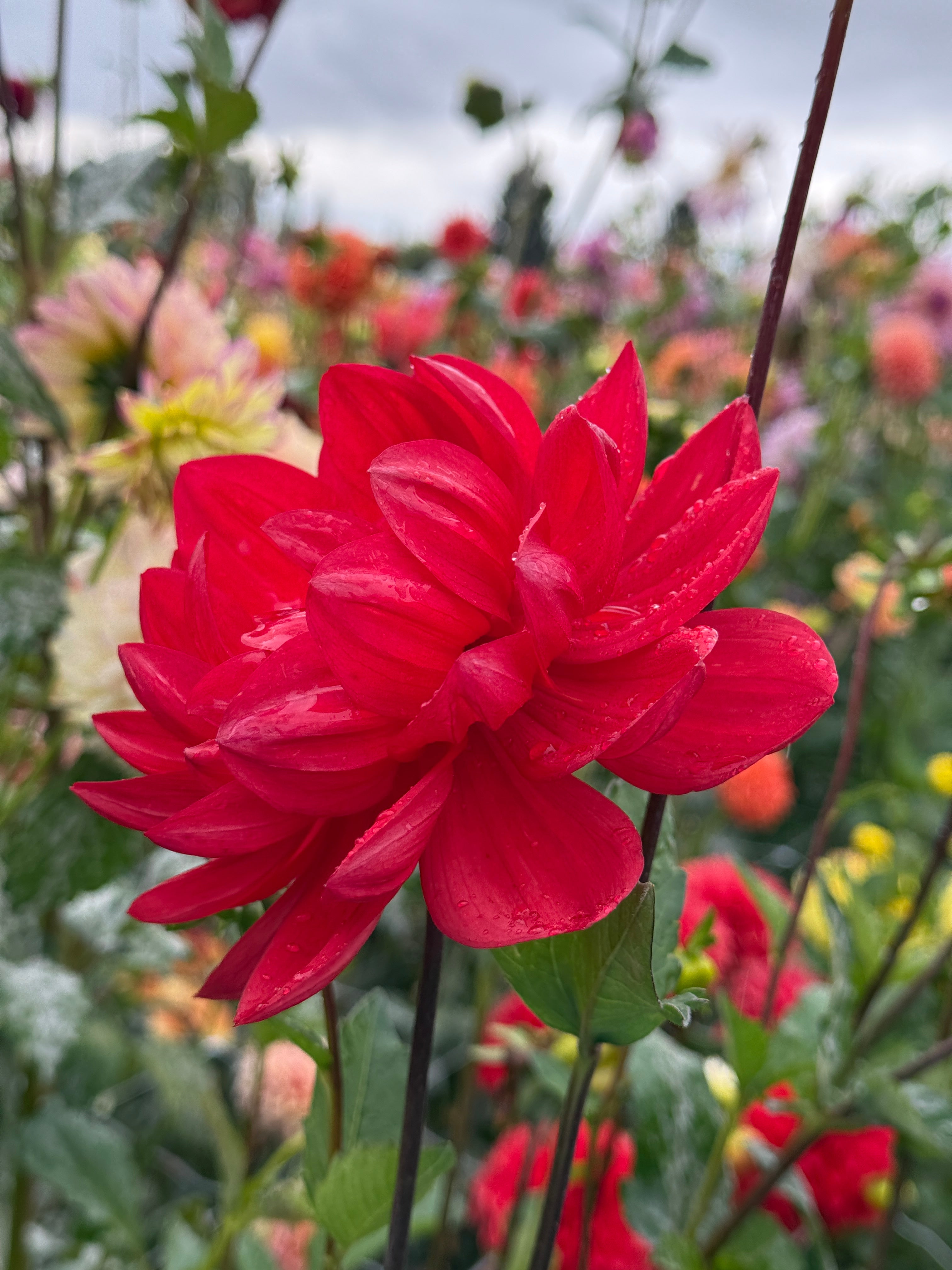 Hollyhill Ruby Rose - Rooted Cutting – Heron's Nest Dahlias
