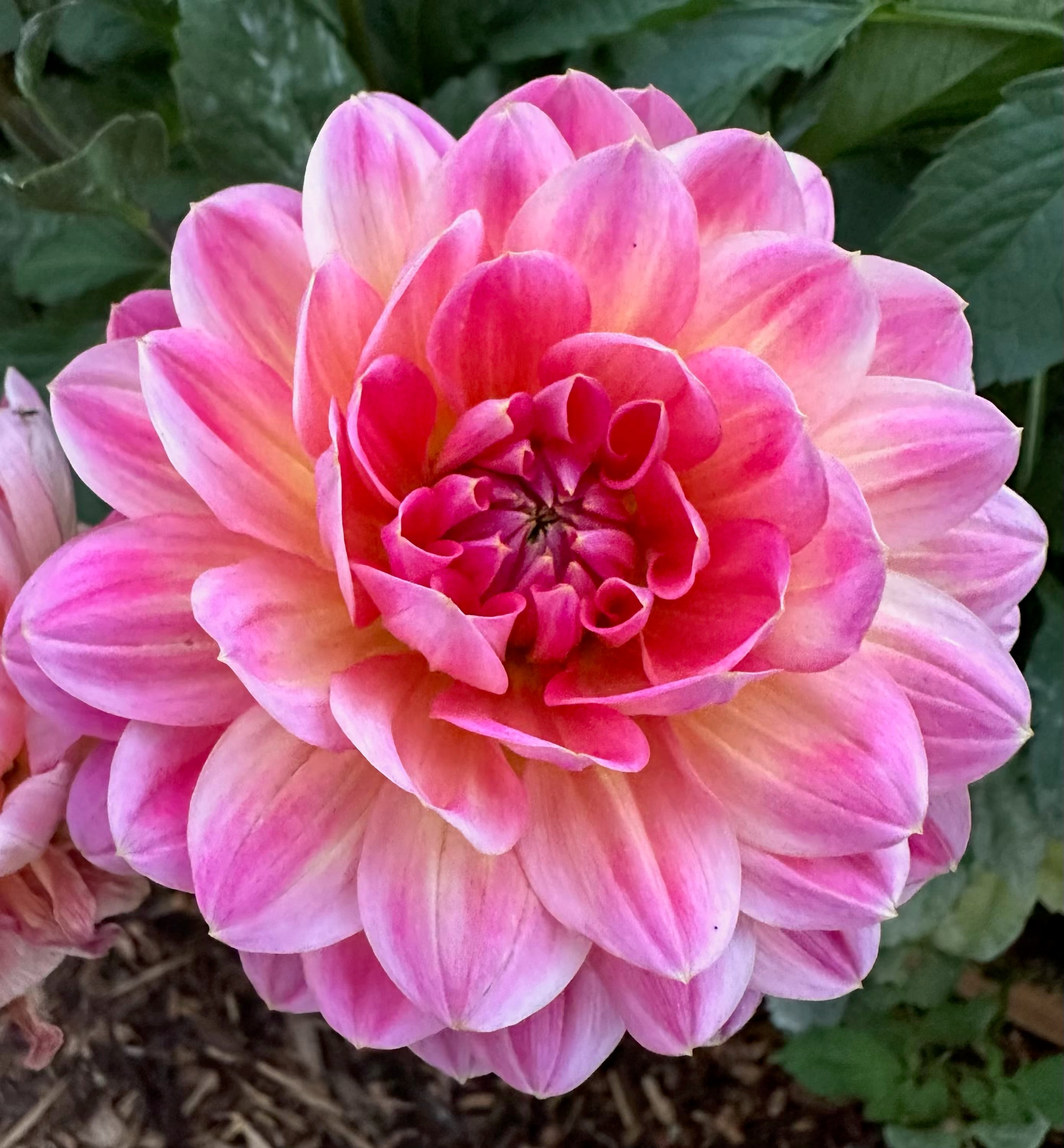 Hapet Elite - Tuber – Heron's Nest Dahlias