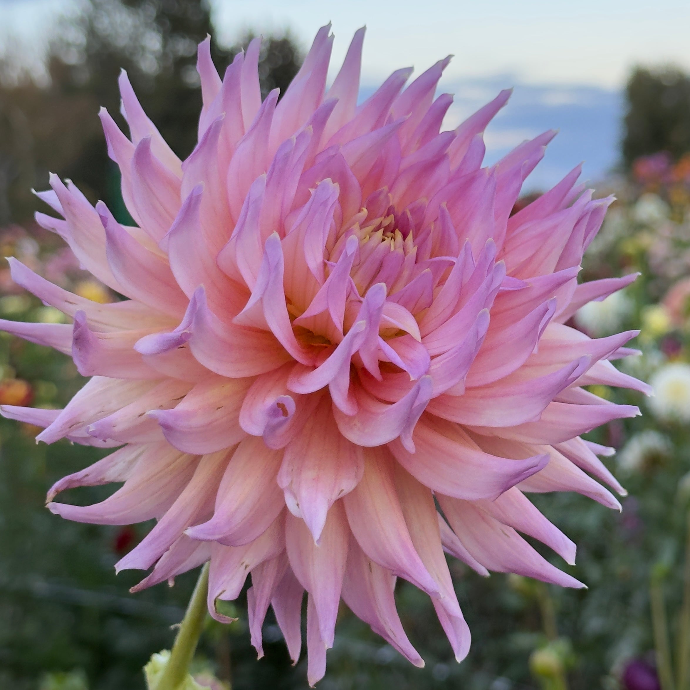 Clearview Palser - Tuber – Heron's Nest Dahlias