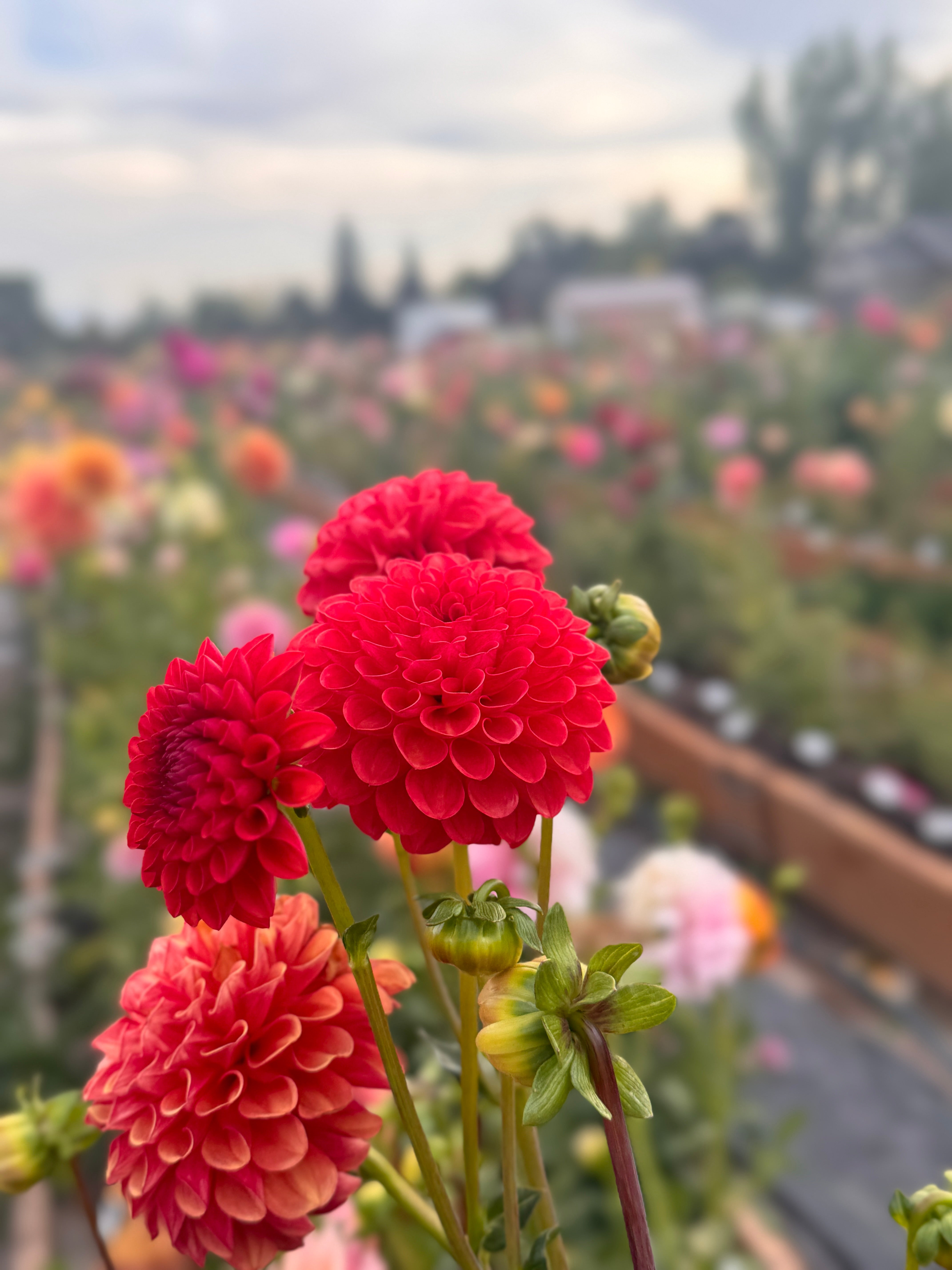 Valley Rust Bucket Dahlia - Rooted Cutting – Heron's Nest Dahlias