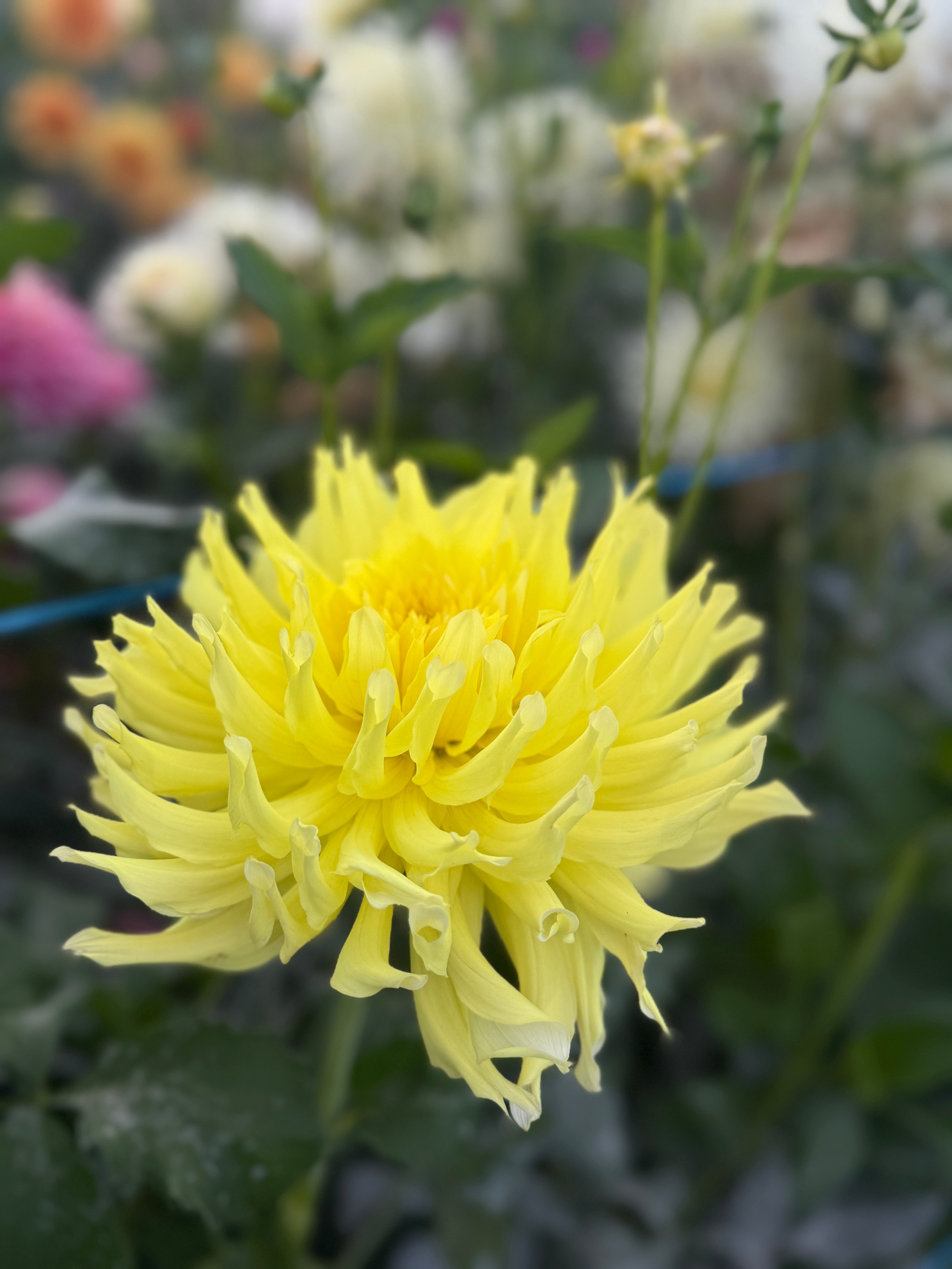 CDP Shining Light - Tuber – Heron's Nest Dahlias