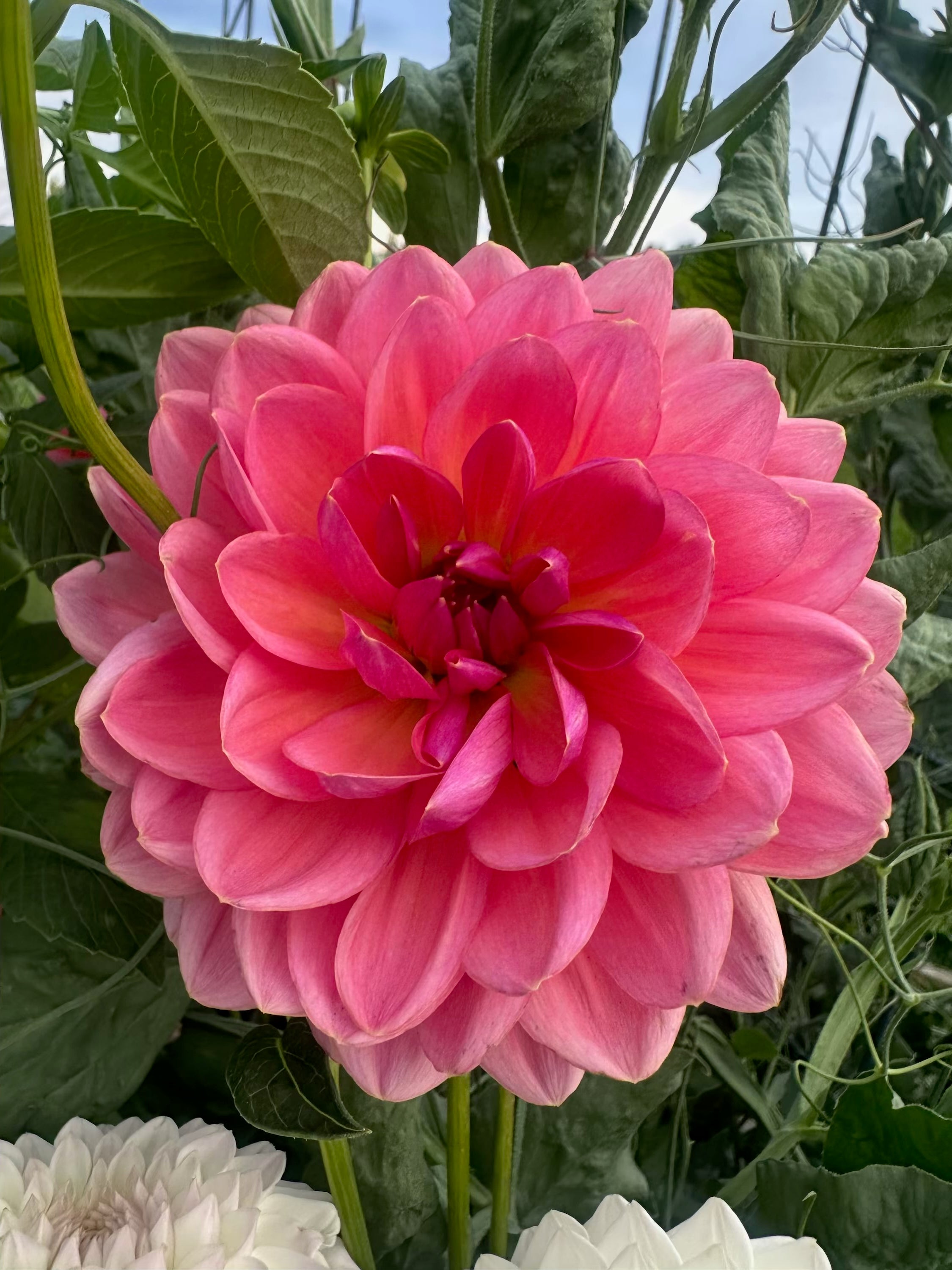 Carmen Harper Grace Dahlia - Rooted Cutting – Heron's Nest Dahlias