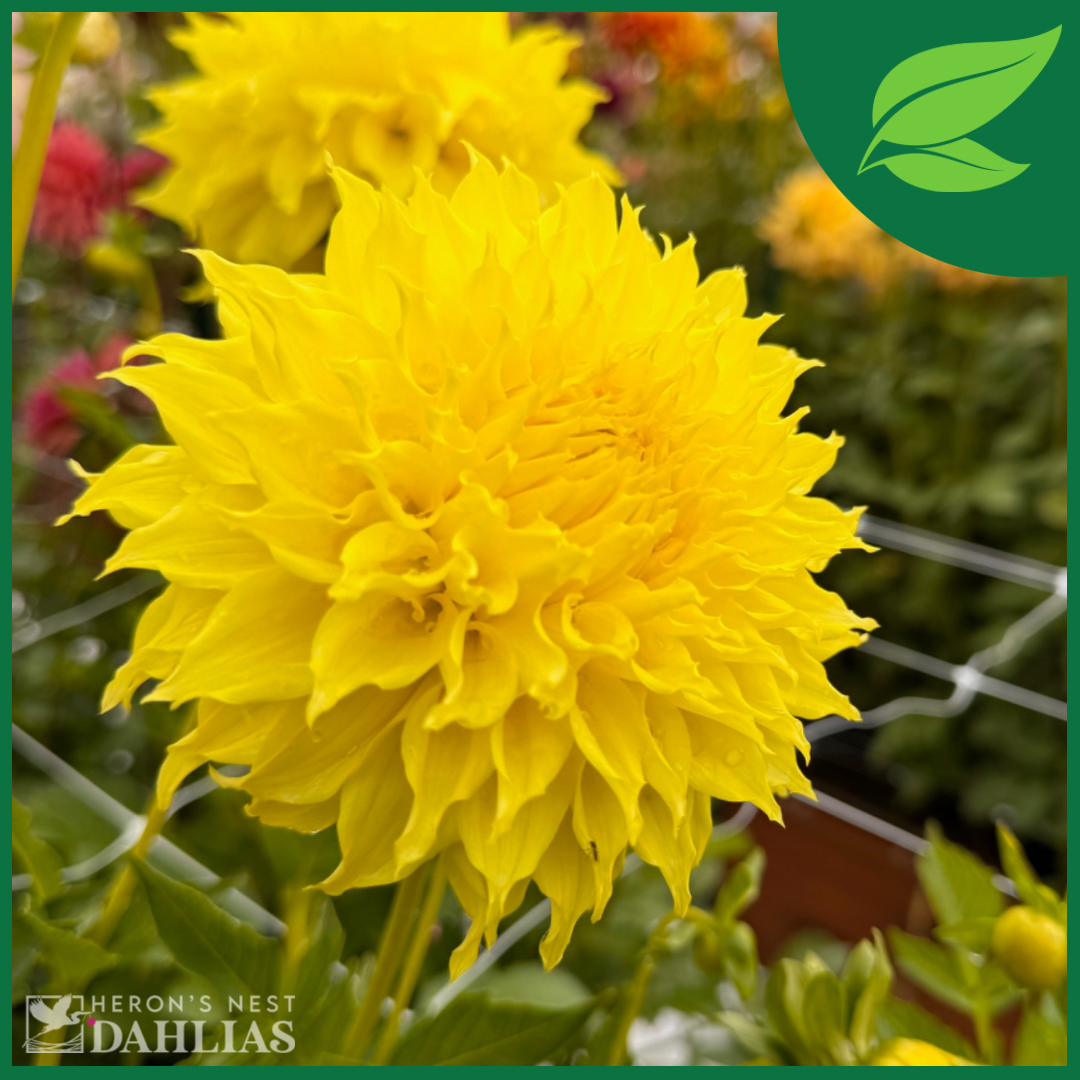 Rooted Cuttings - Dahlias – Heron's Nest Dahlias