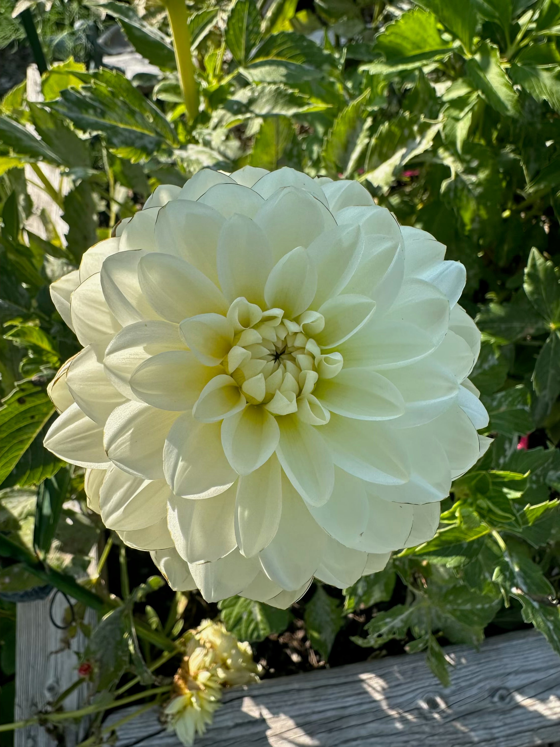 Sandia Isa Dahlia - Mini Clump – Heron's Nest Dahlias