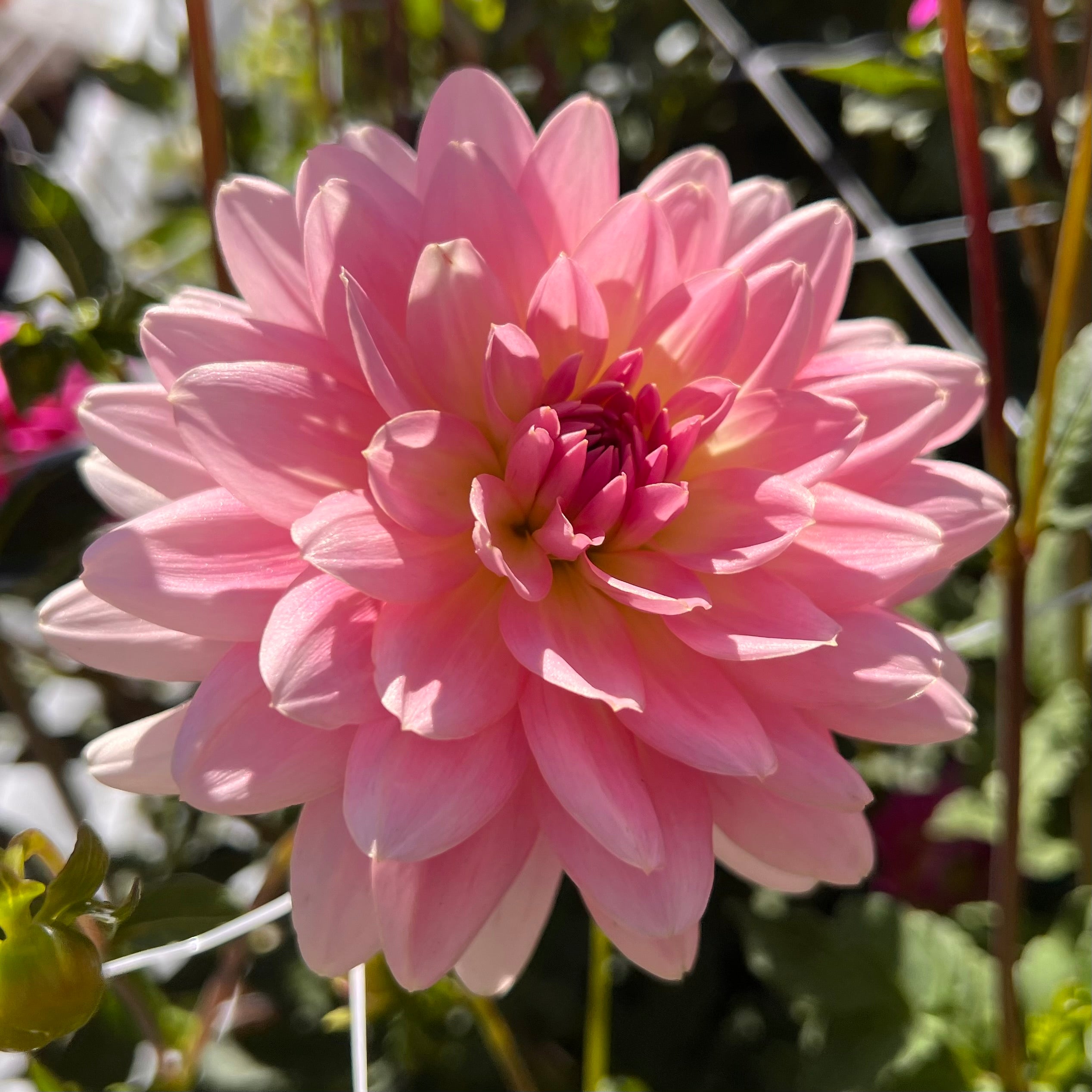 Gerrie Hoek - Tuber – Heron's Nest Dahlias