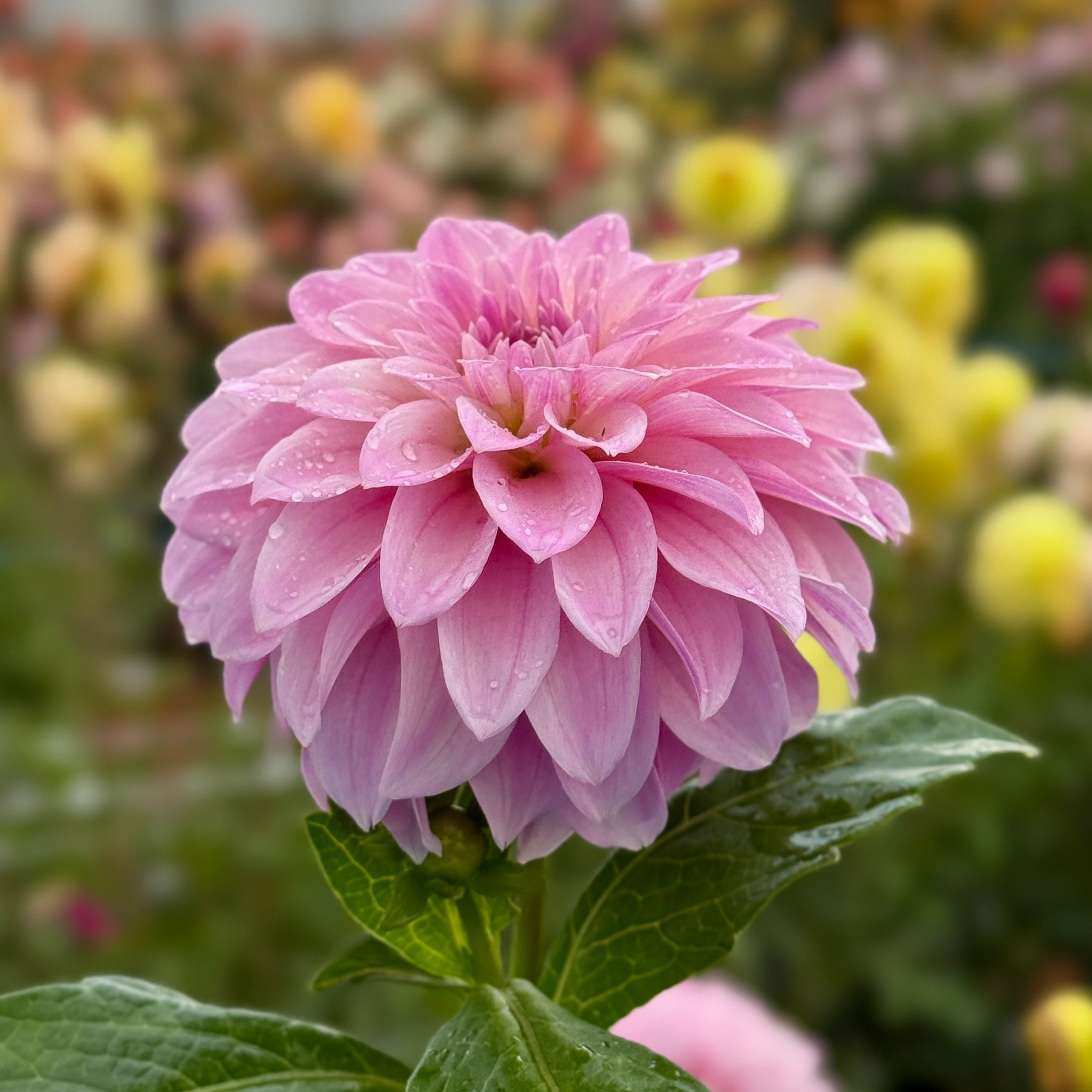 Bella Dawn - Rooted Cutting – Heron's Nest Dahlias